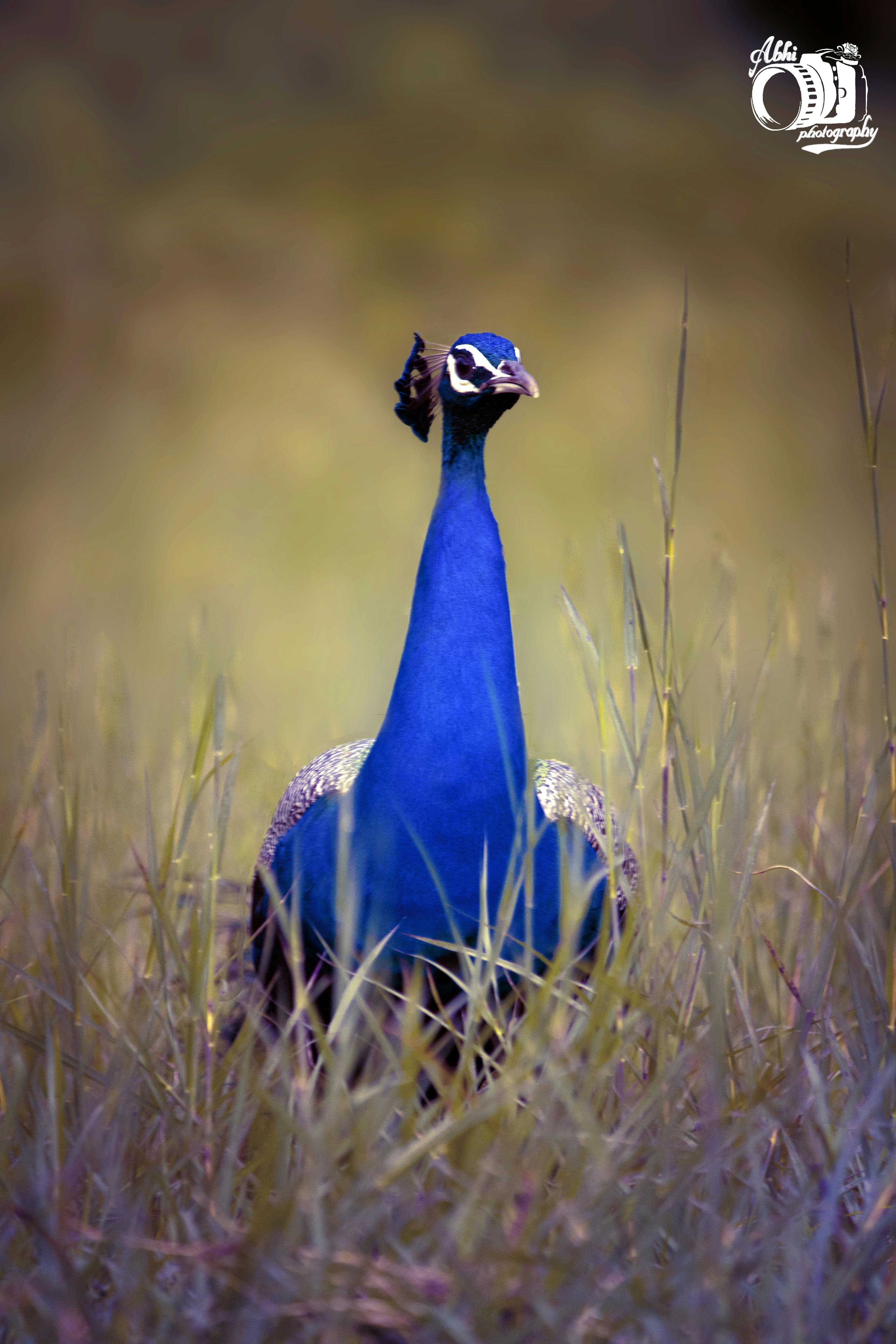 Free stock photo of animal, garden