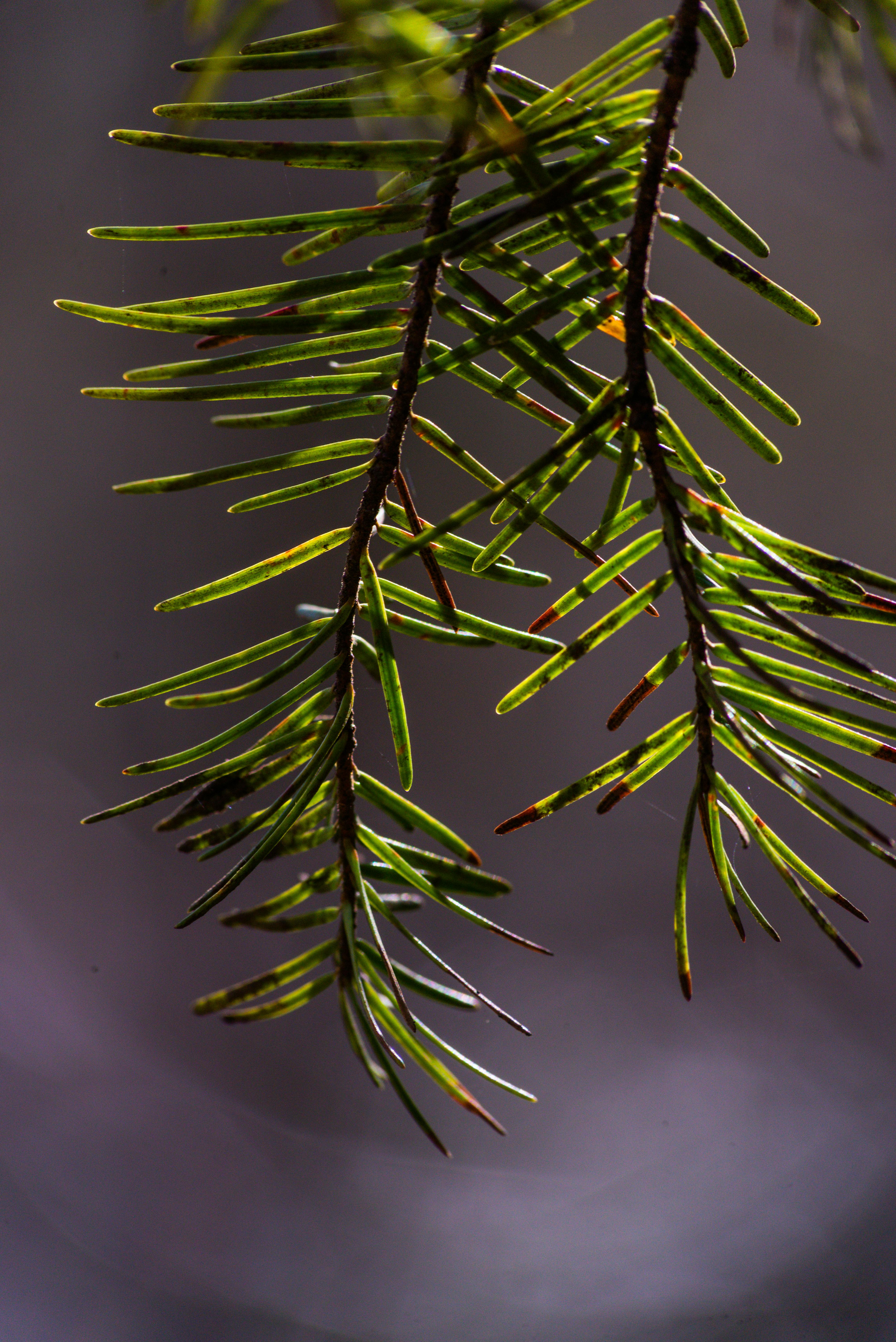 Close-up of Conifer Tree · Free Stock Photo