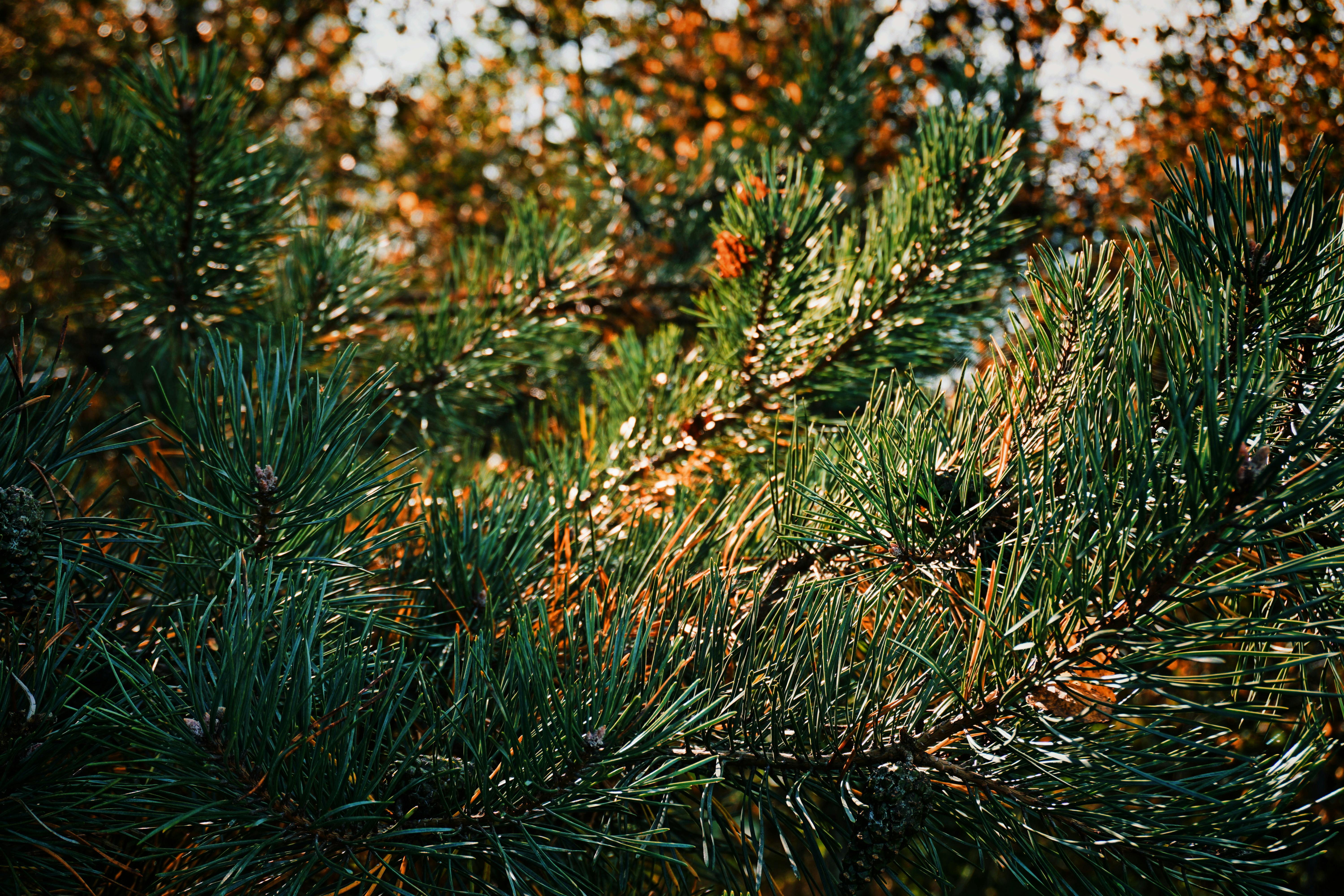 Close Up of Pine Tree Branch · Free Stock Photo