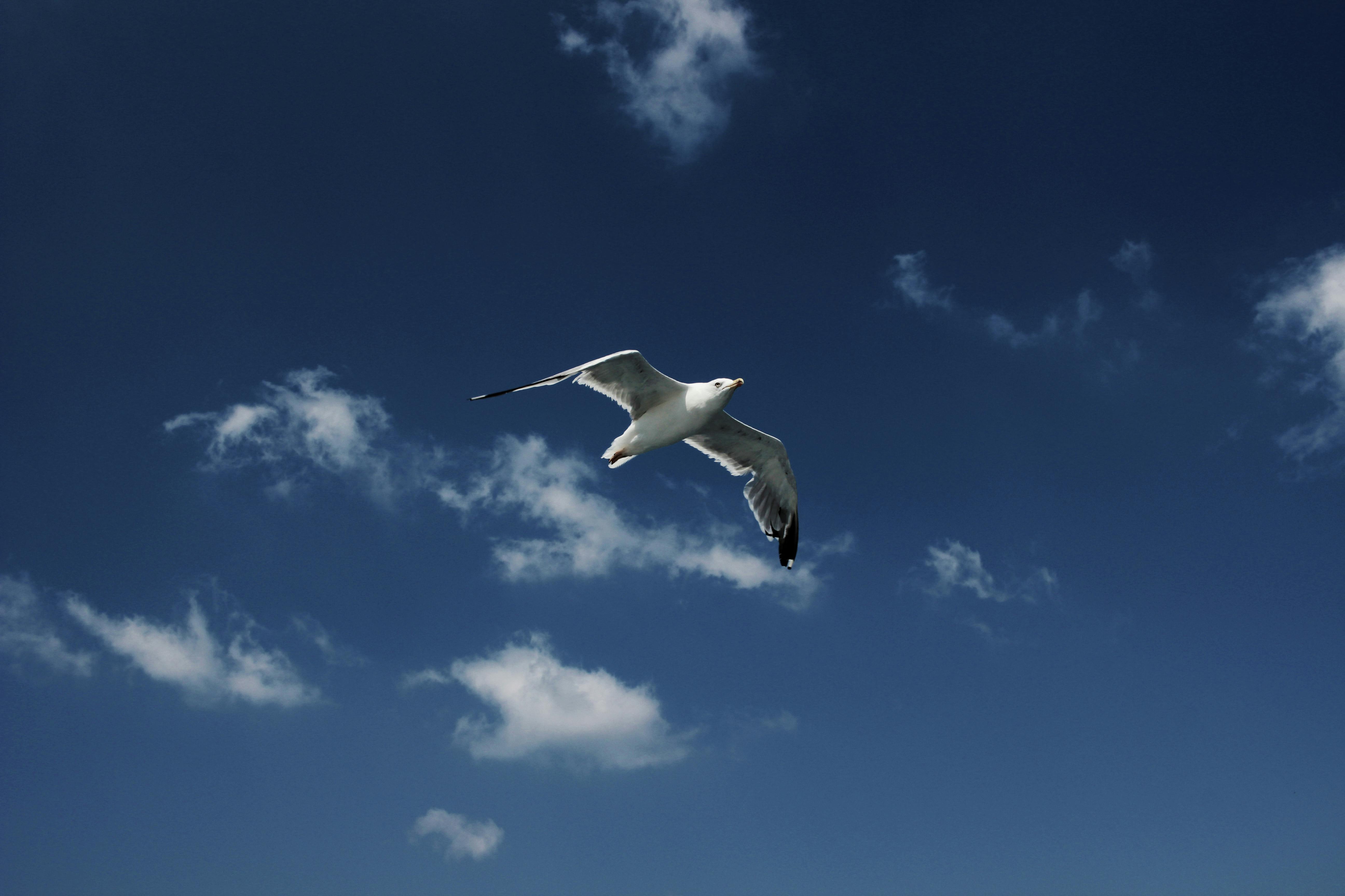 Bird Flying · Free Stock Photo