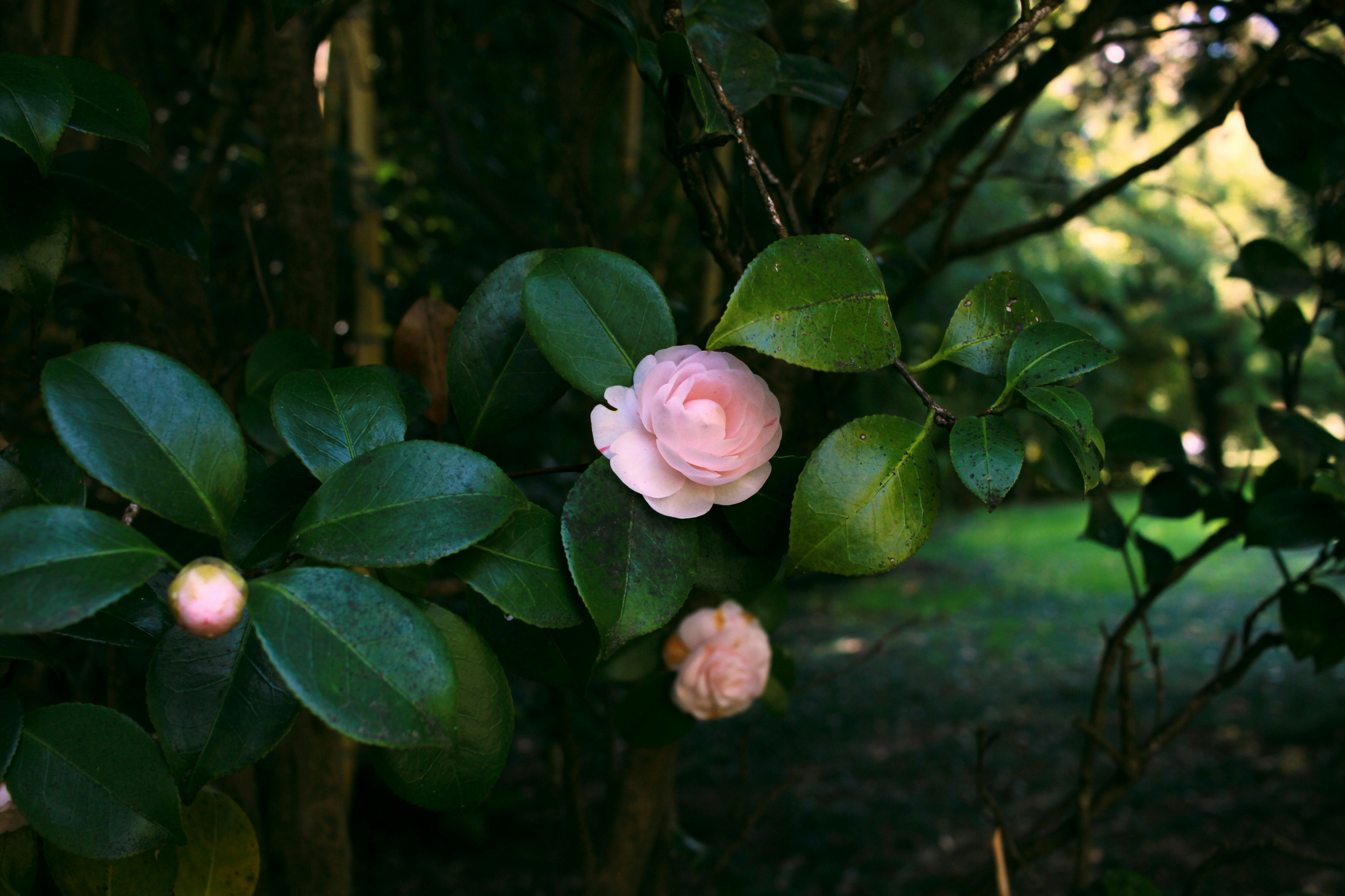 Close Up Shot of Pink Flowers · Free Stock Photo