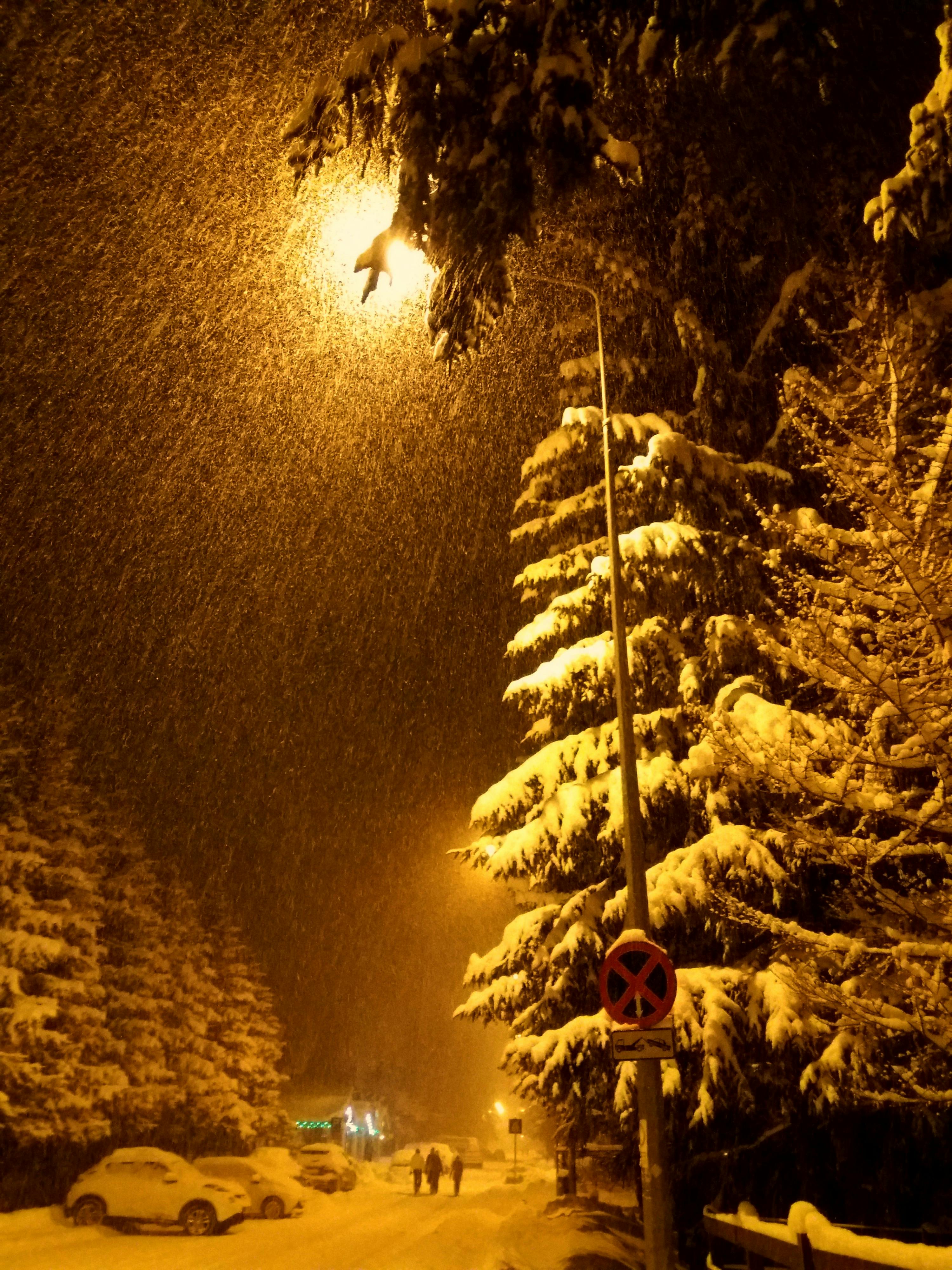 Free stock photo of fir trees, heavy snow, heavy snow in the night