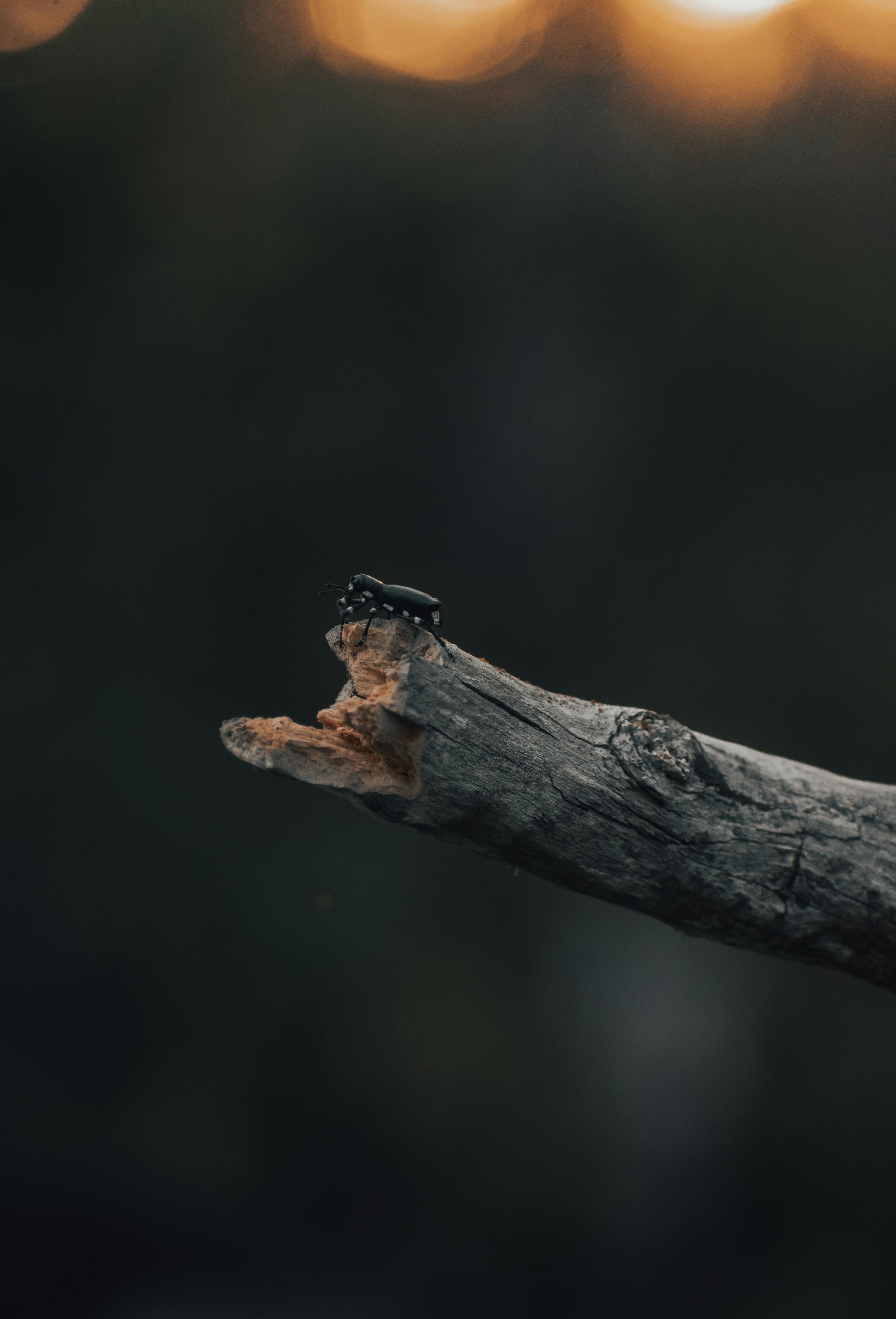 Tantrum And Appalachia Photos, Download Free Tantrum And Appalachia ...