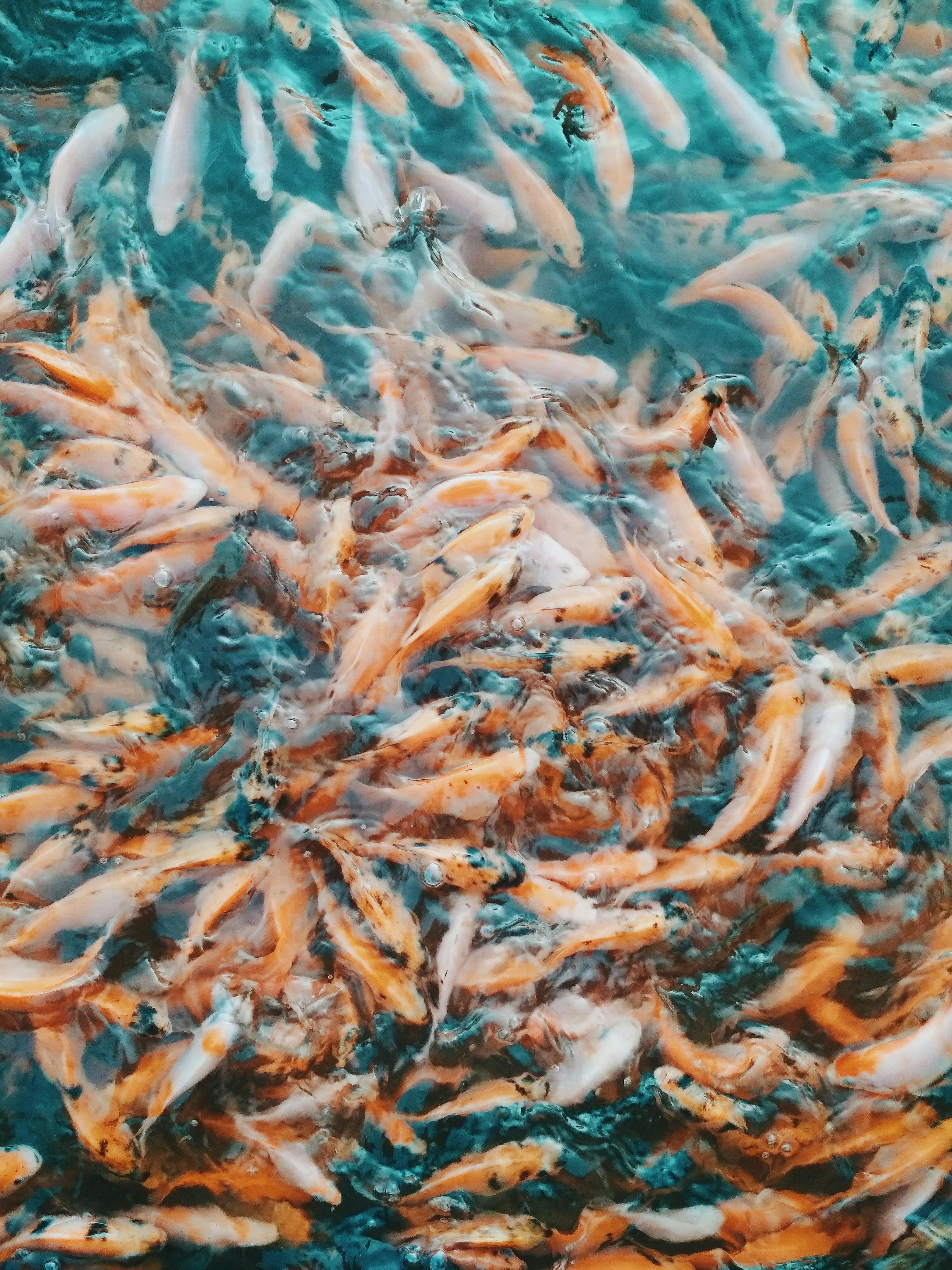 Photo of Koi Fish Eating · Free Stock Photo