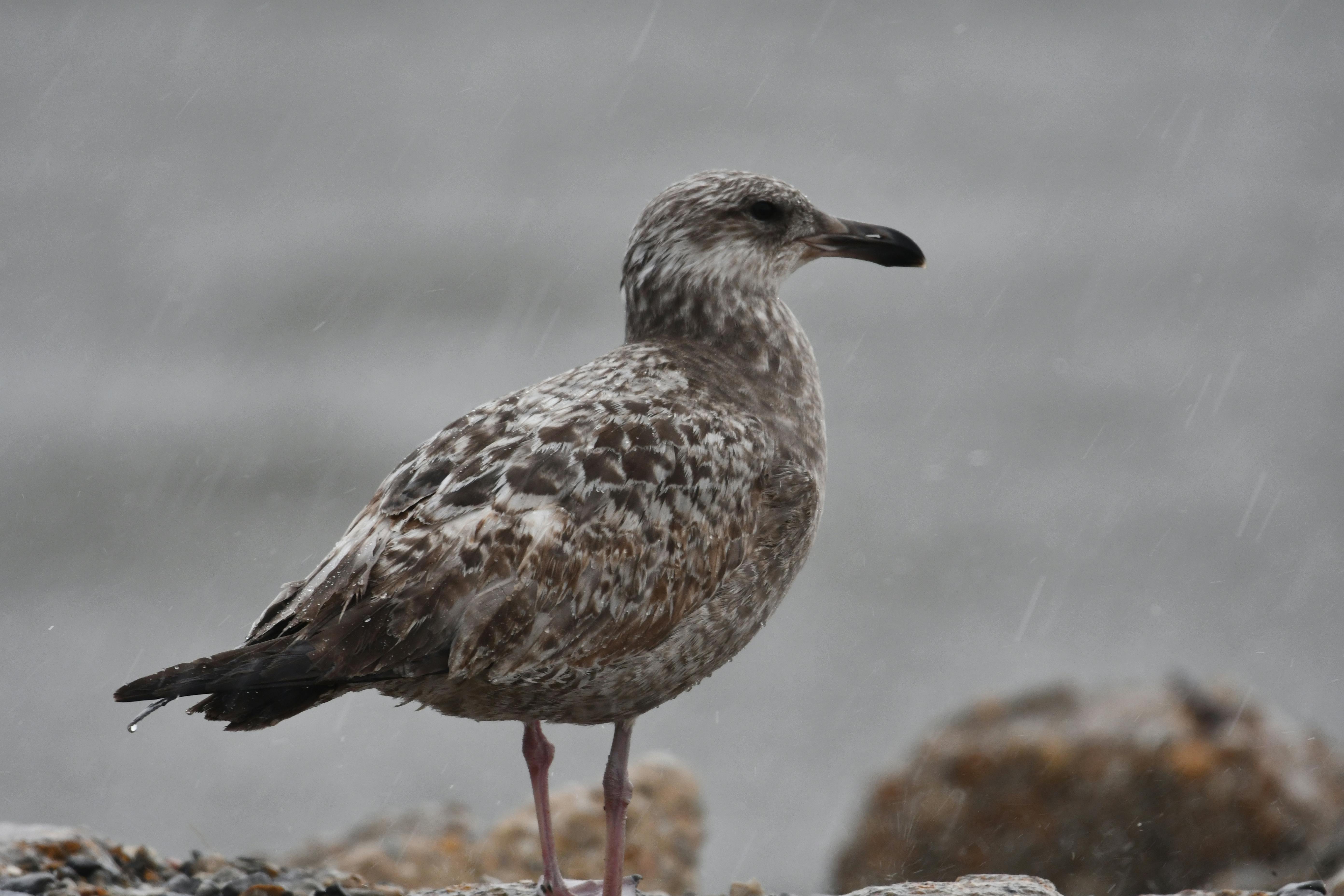 A Bird Under the Rain · Free Stock Photo