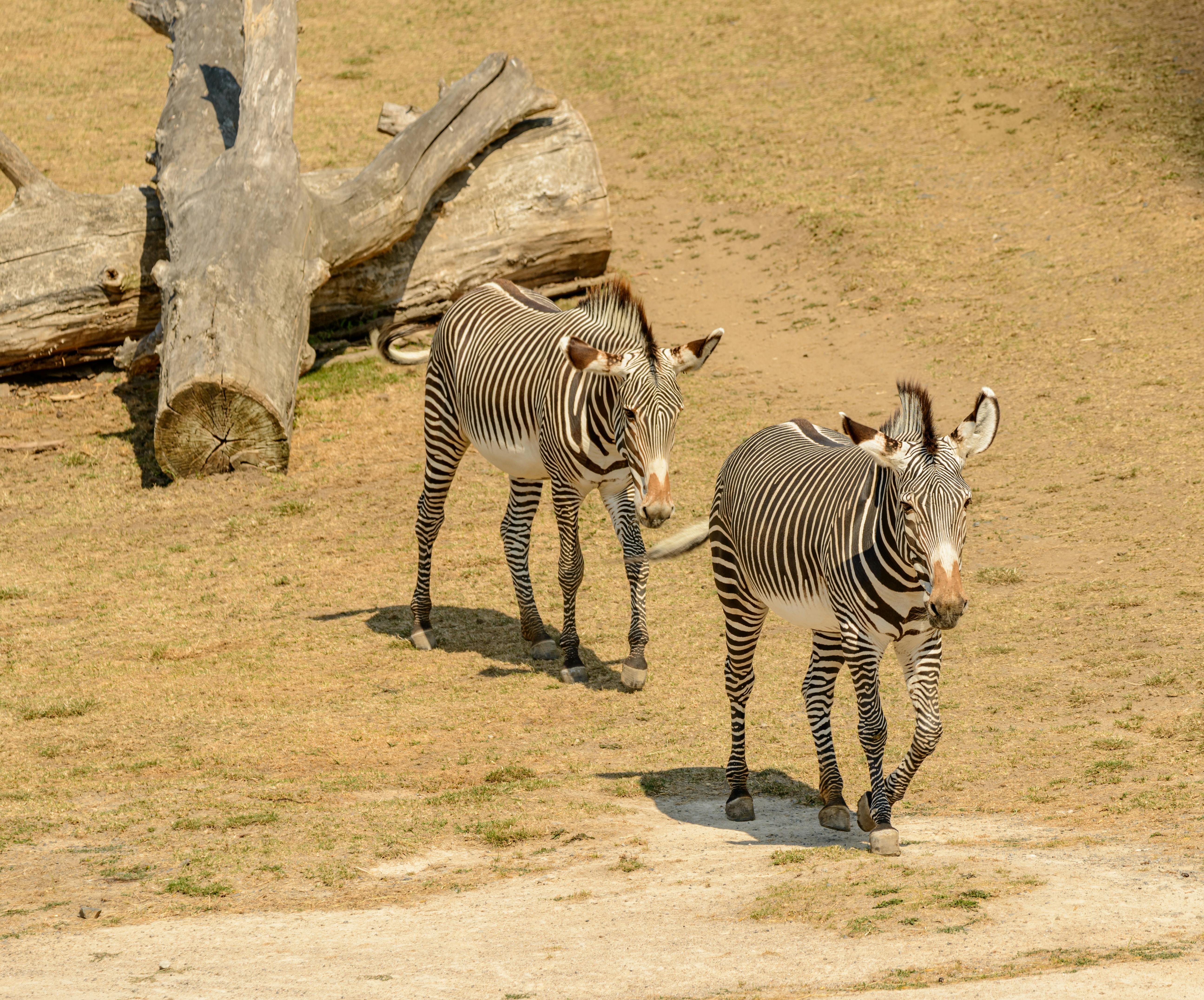 Zebras in the Zoo · Free Stock Photo