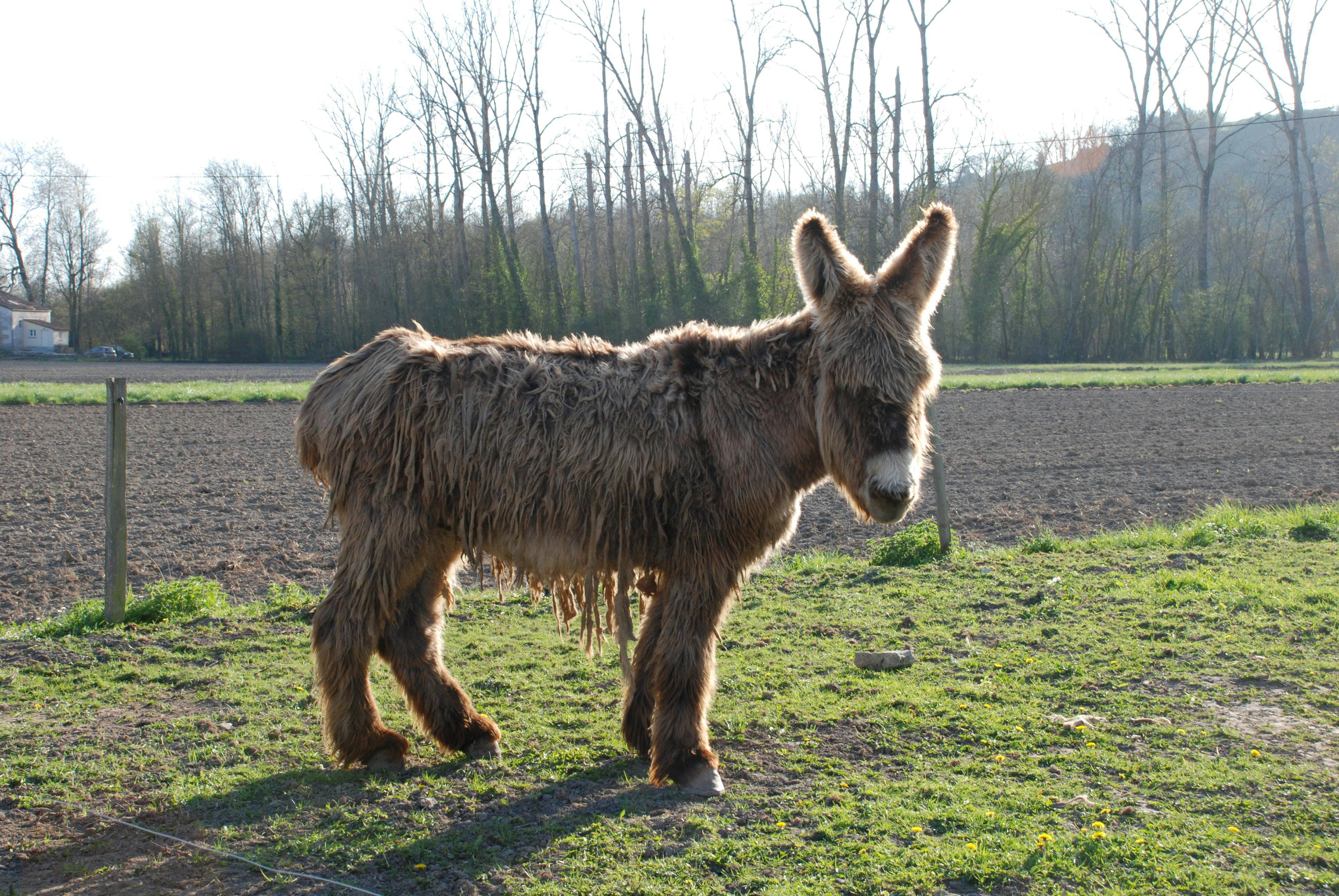 Brown Donkey on the Field · Free Stock Photo
