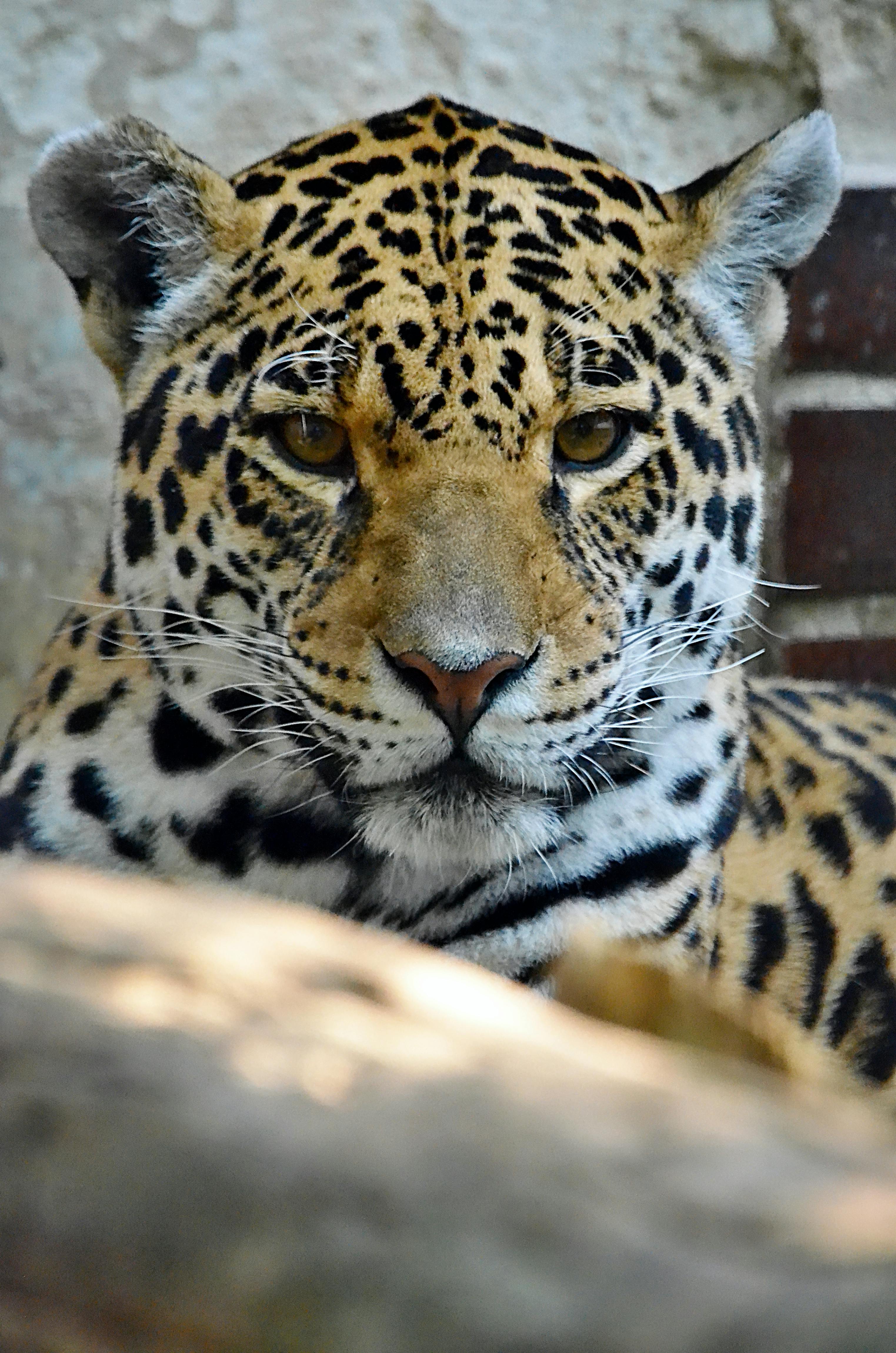 Close Up Shot of a Leopard · Free Stock Photo