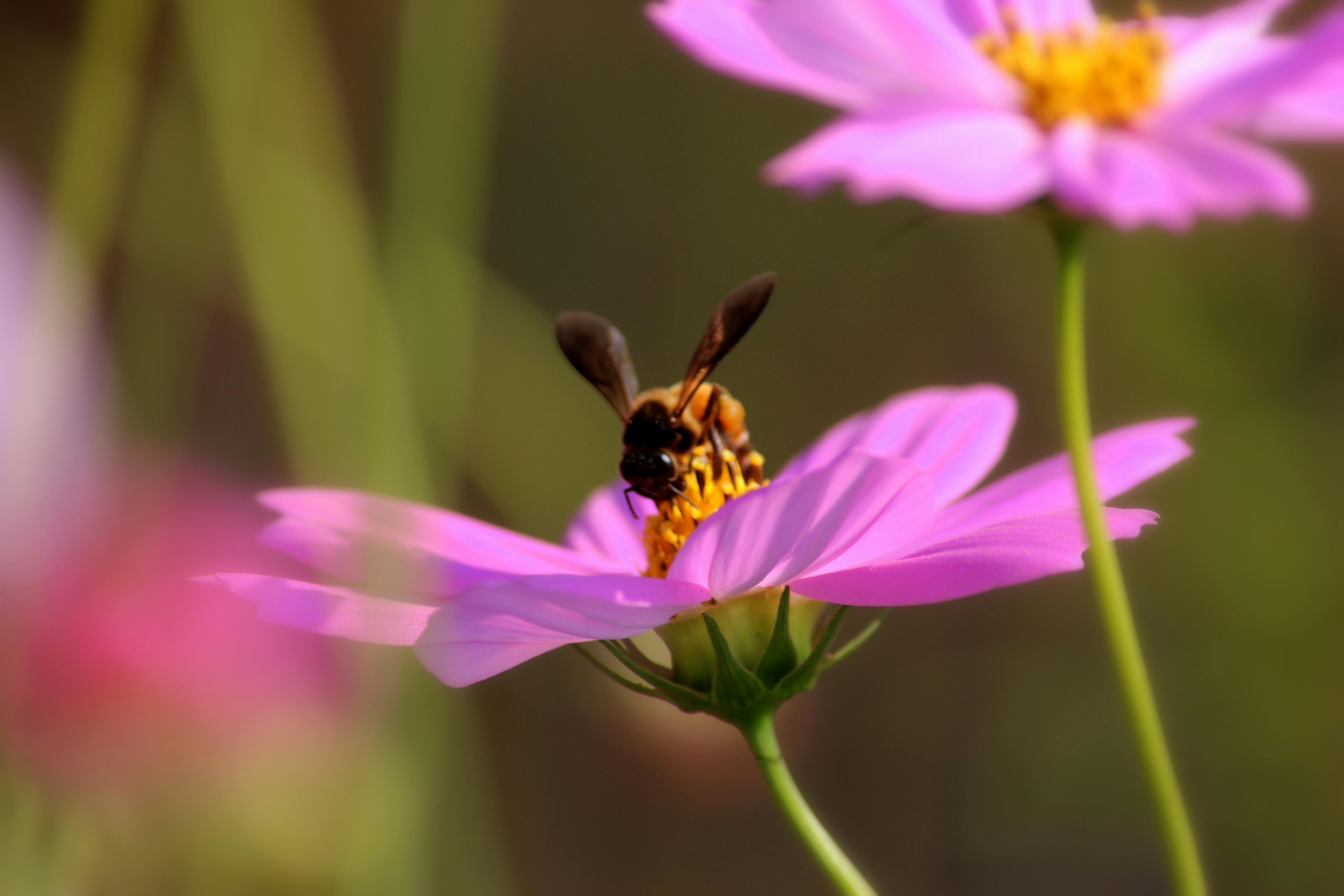 Amazing Nature Flowers