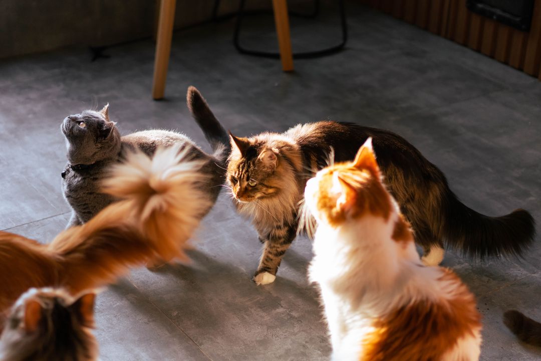 Types of Cat Breeds with Pictures: A Comprehensive Guide