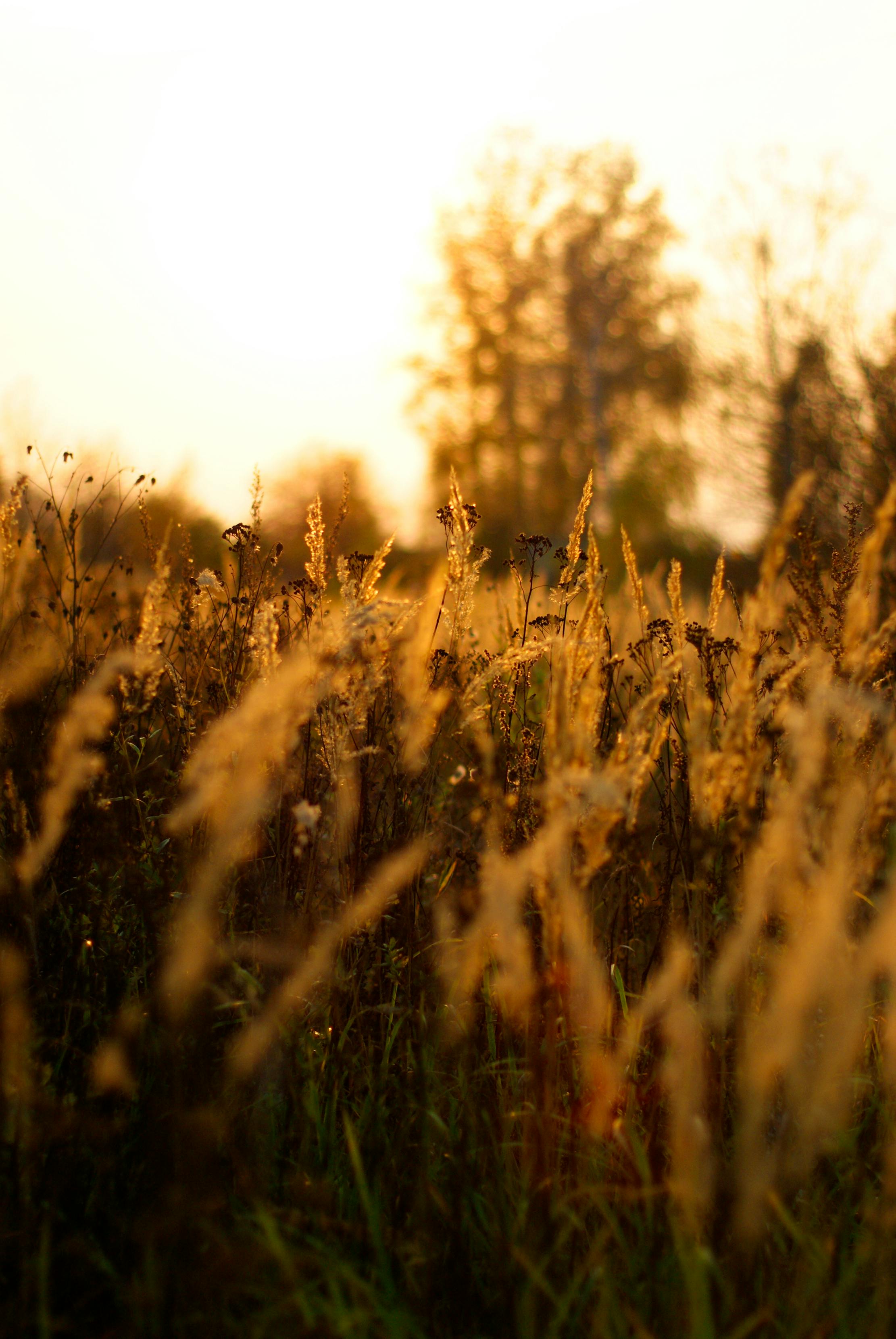 Golden Brown Sunset Photos, Download The BEST Free Golden Brown Sunset ...