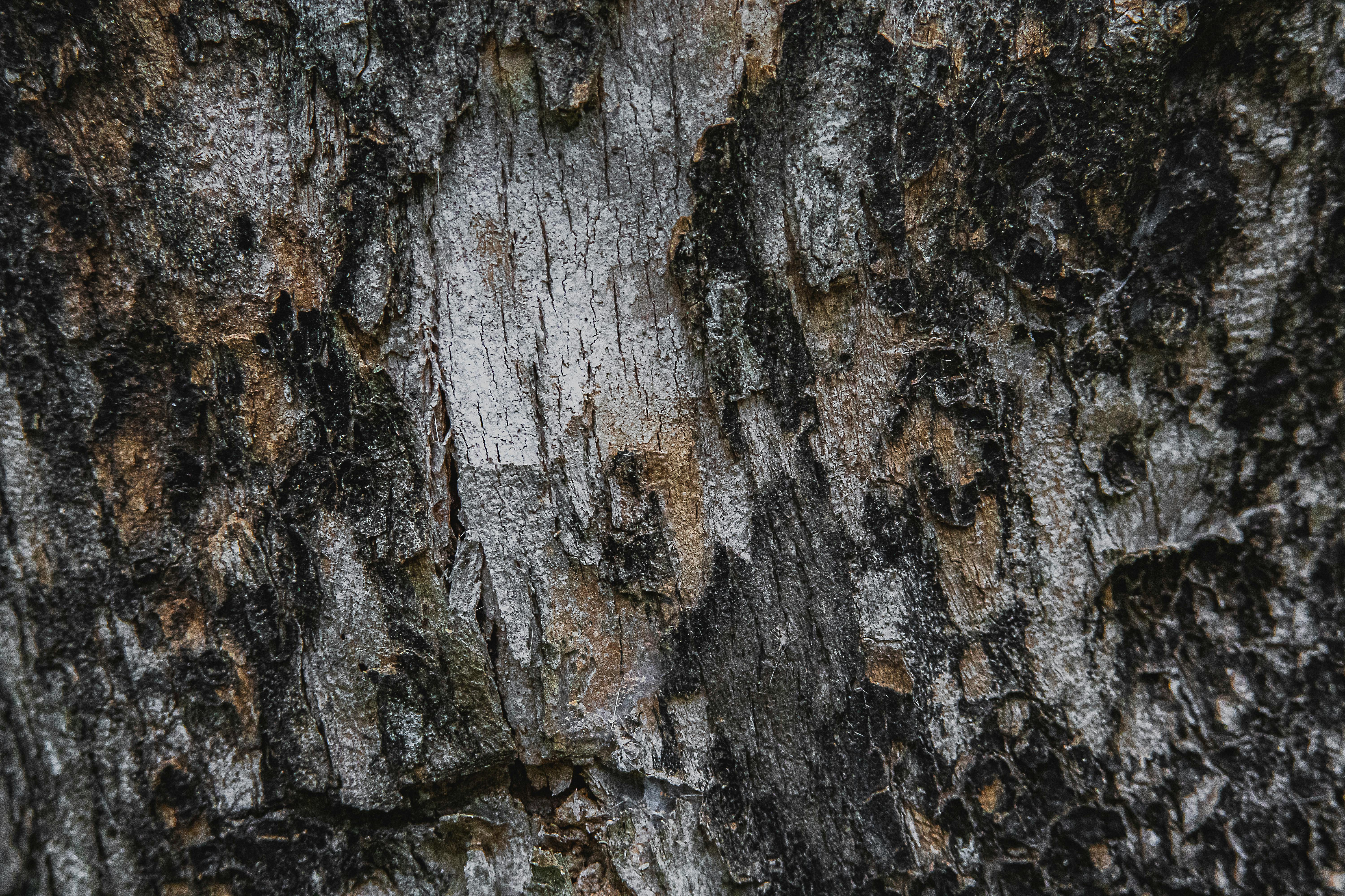 Backdrop of aged tree trunk with dry bark · Free Stock Photo