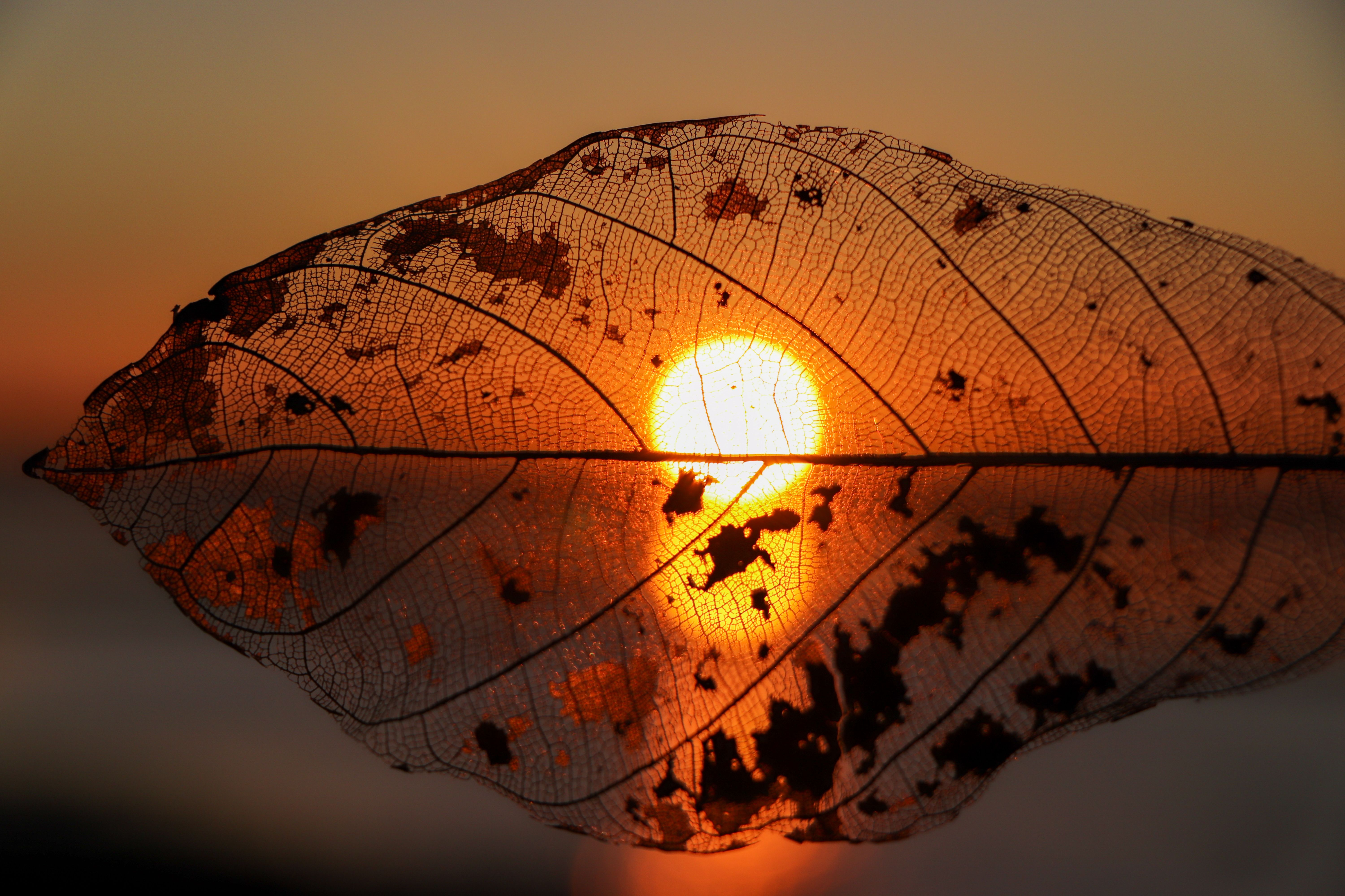 Sun over the Cyclone Fence · Free Stock Photo