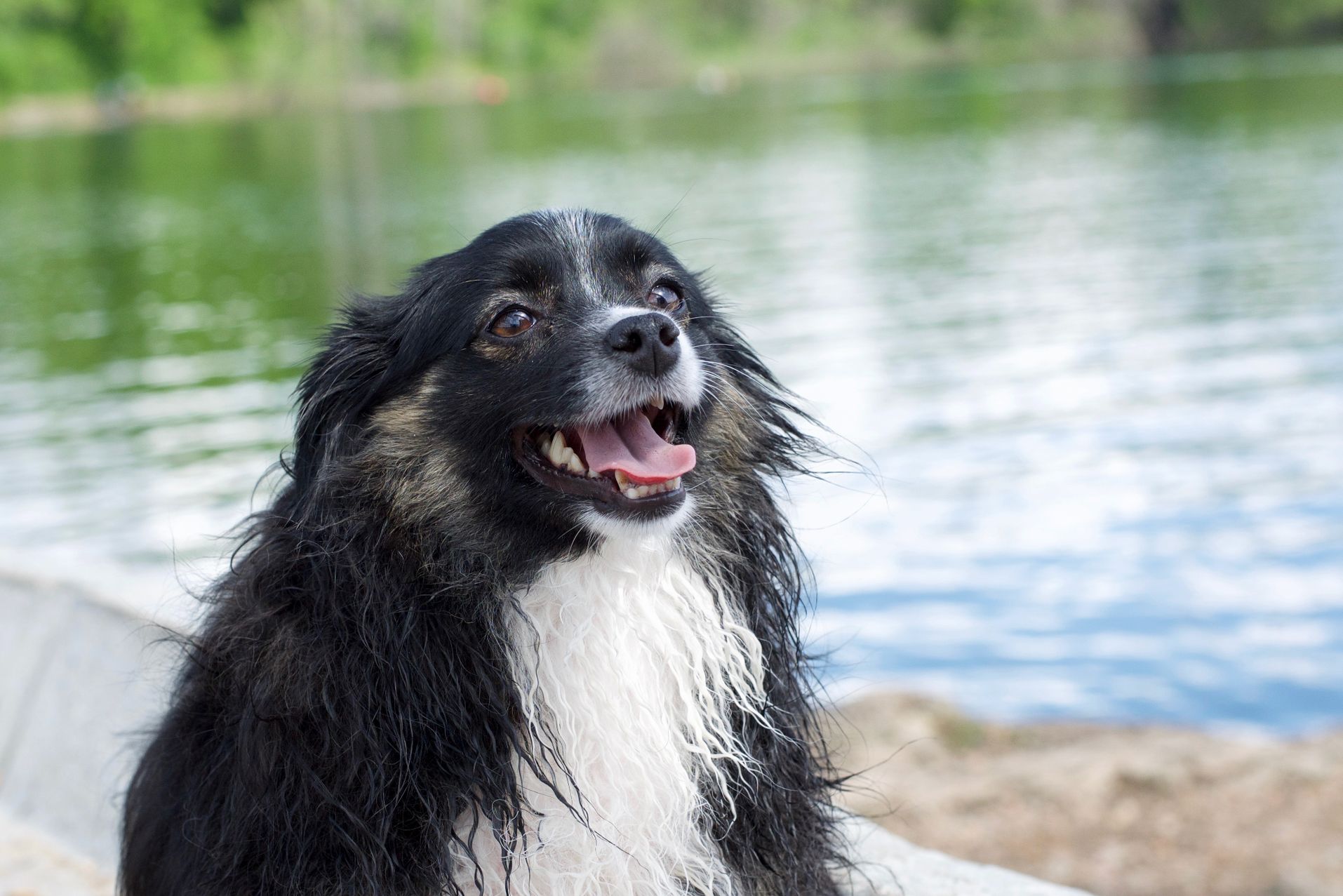 How Long Do Collies Live: Genetics & Exercise Impact