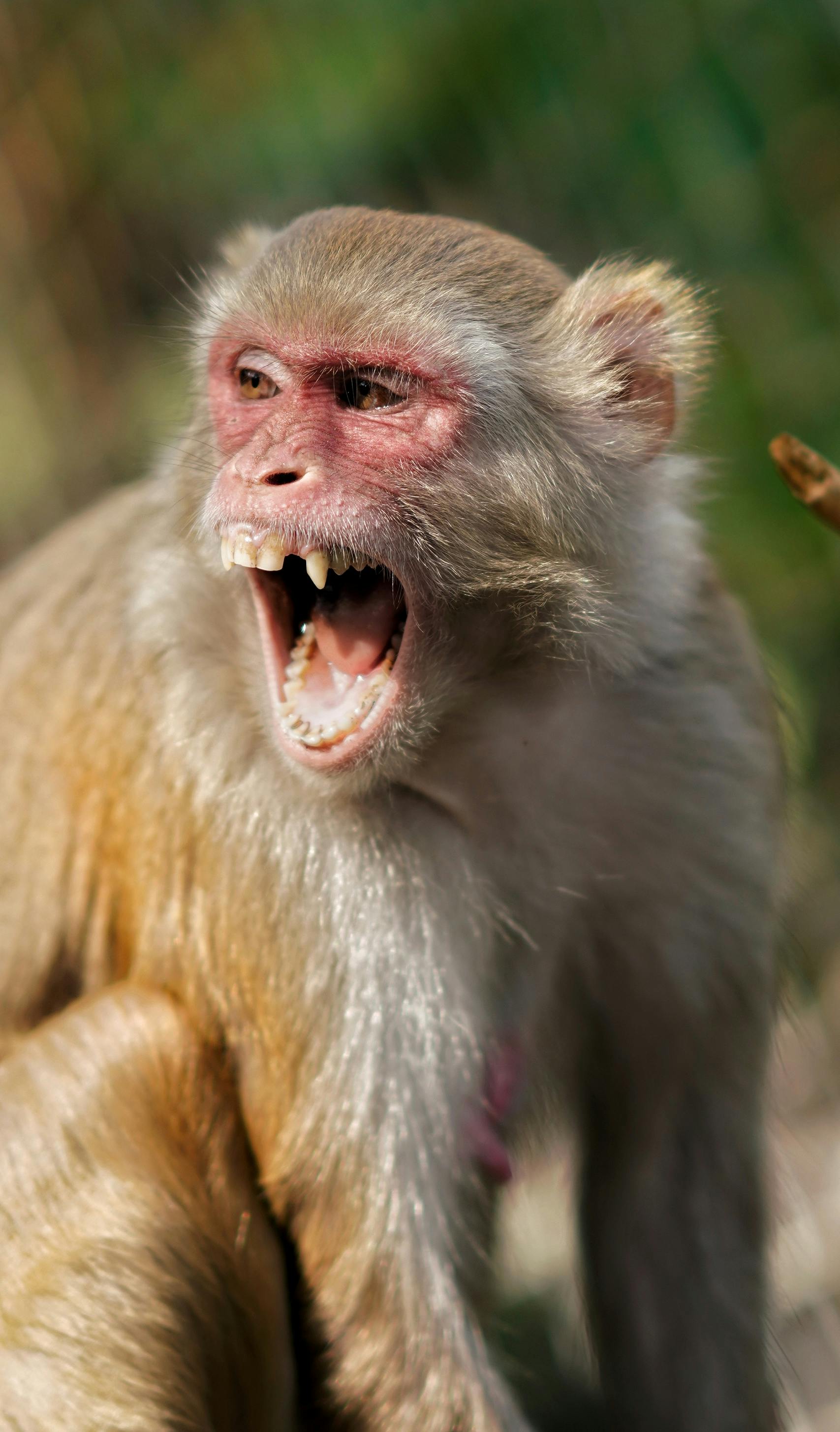 Langur Angry Monkey Photos, Download The BEST Free Langur Angry Monkey Stock Photos & HD Images