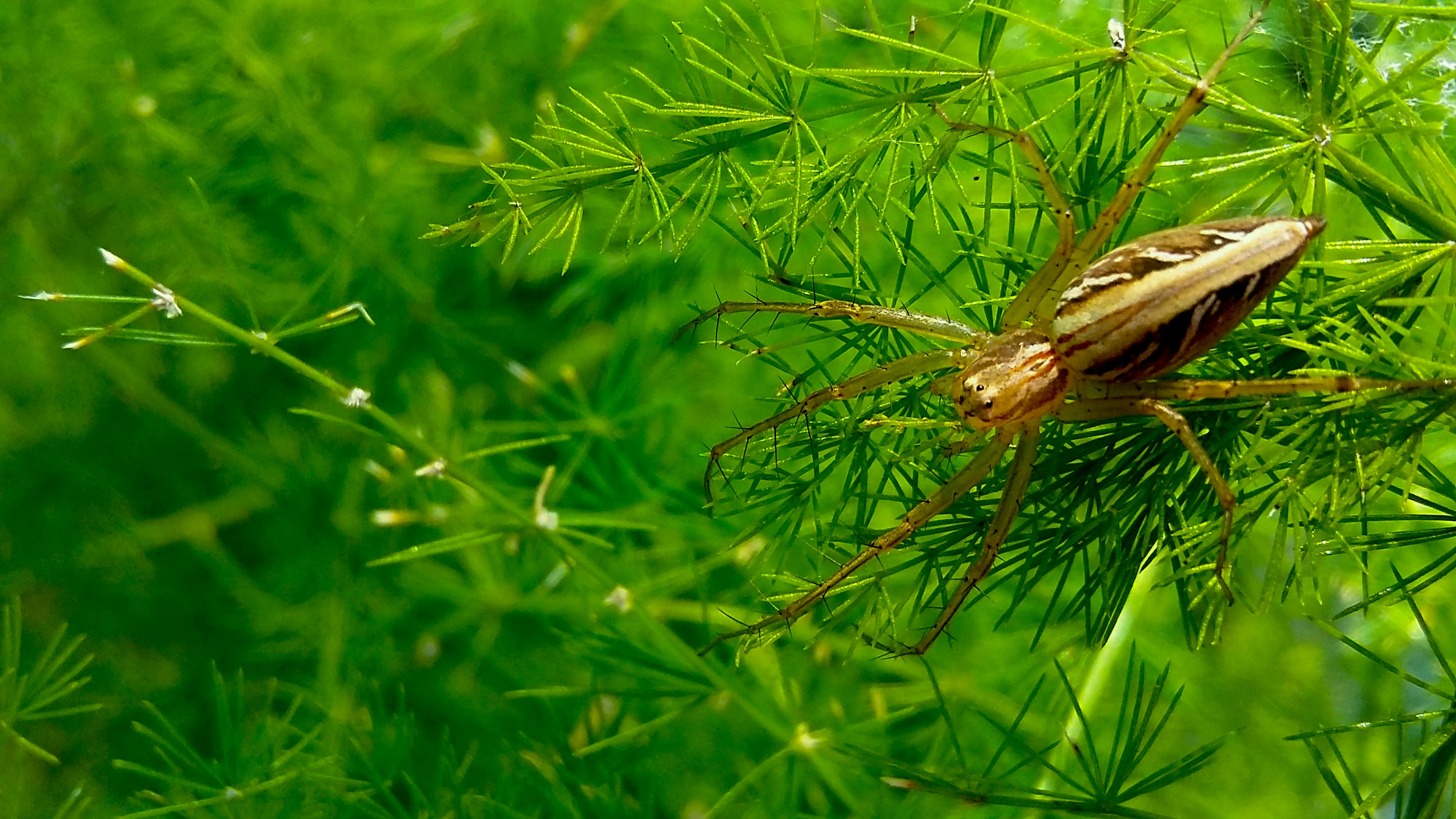 Free stock photo of bug, environment, green
