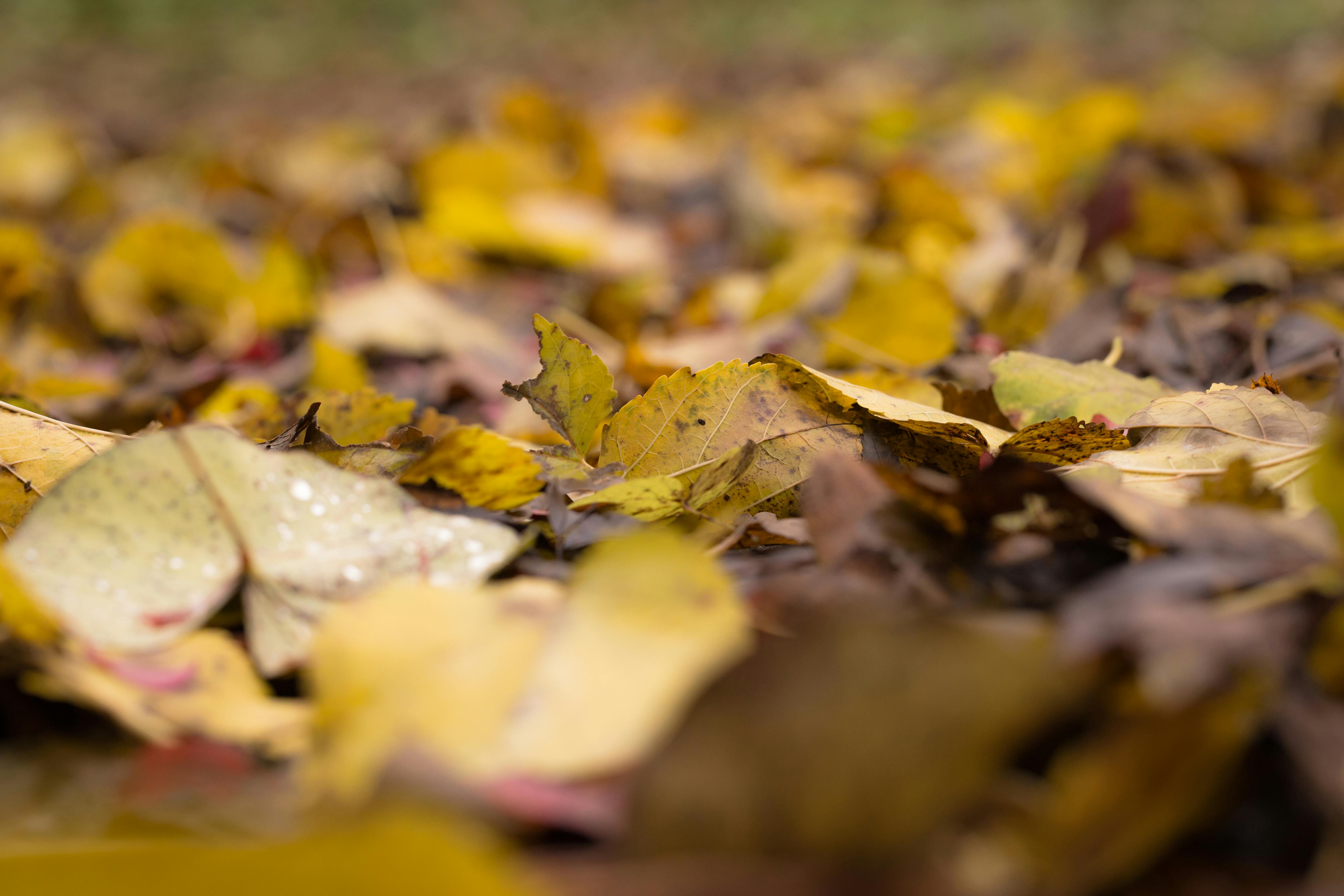 Autumn leaves fallen on ground · Free Stock Photo