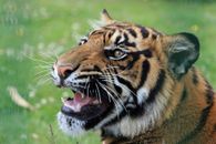 Tiger Looking at Camera · Free Stock Photo