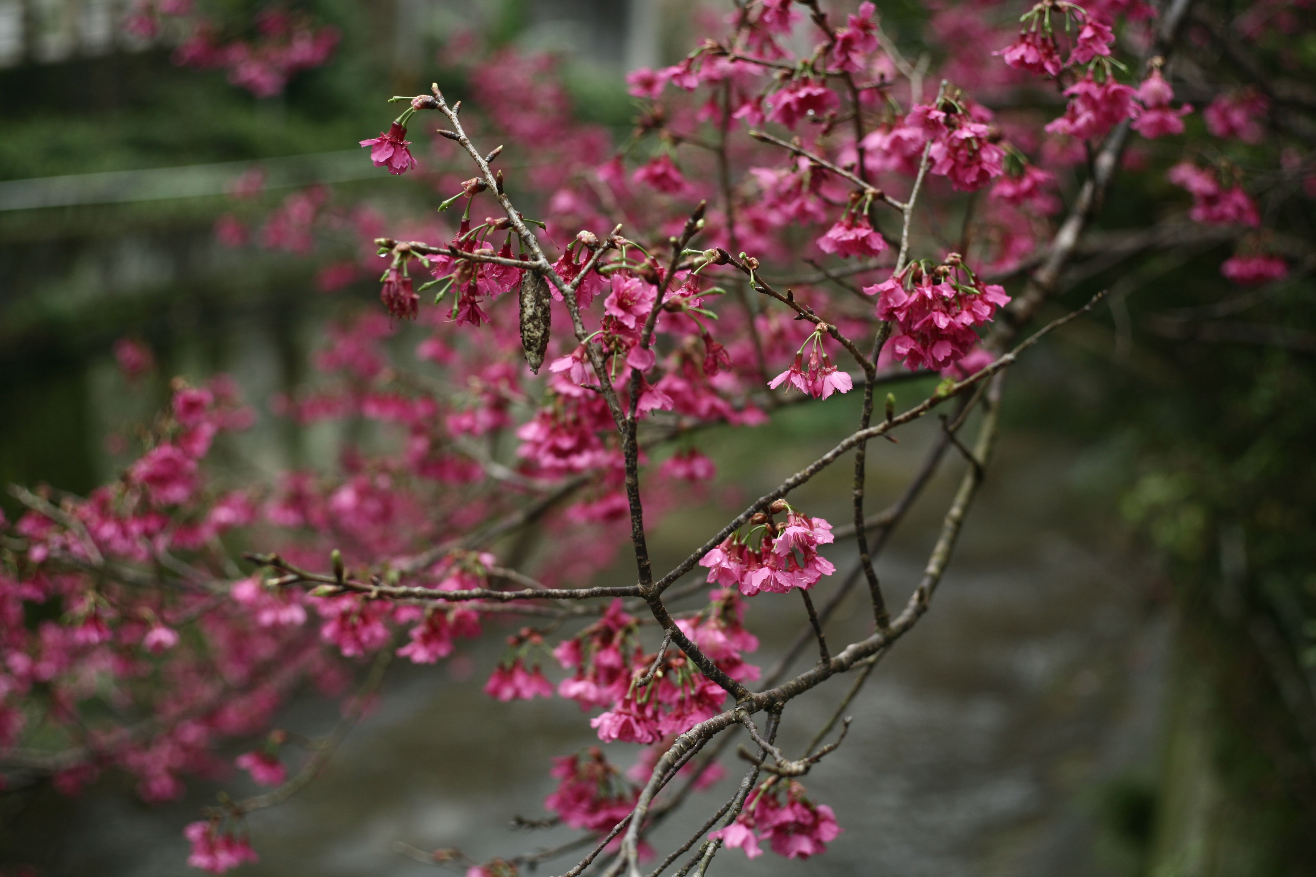 Pink Flowers in Close Up Photography · Free Stock Photo