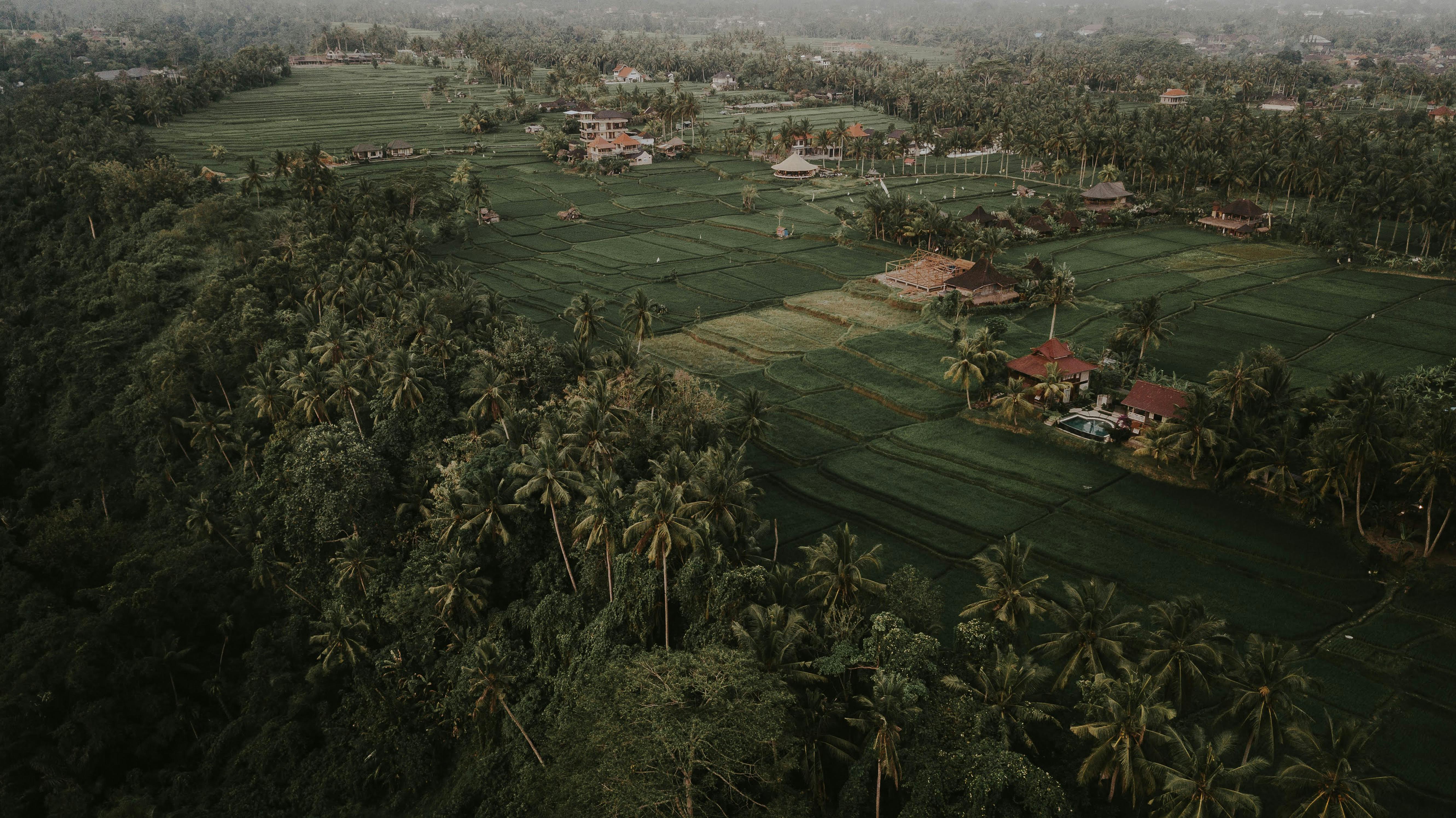 Agricultural fields near settlement surrounded by trees · Free Stock Photo