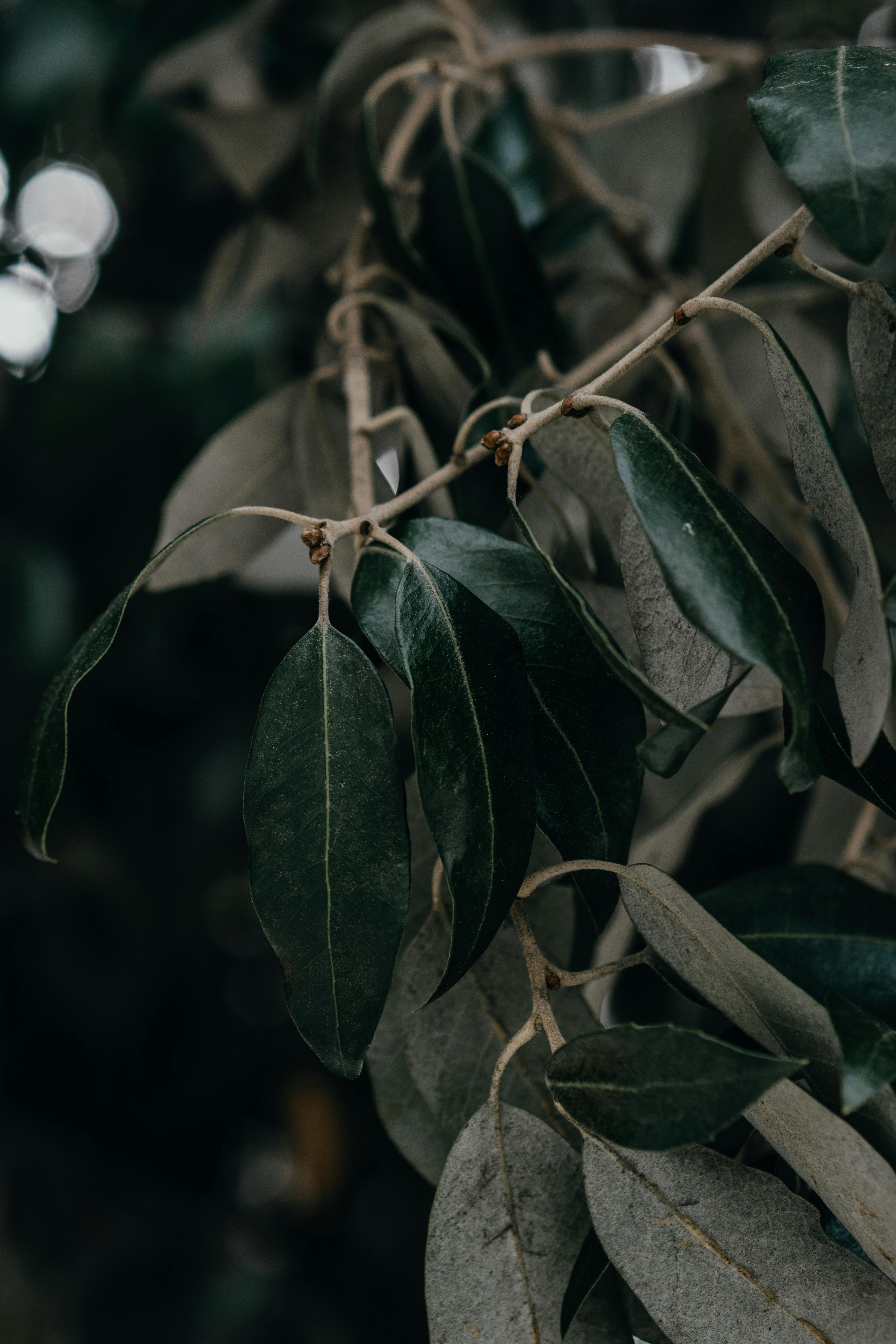 Lush Definition Adjective Photos, Download Free Lush Definition ...