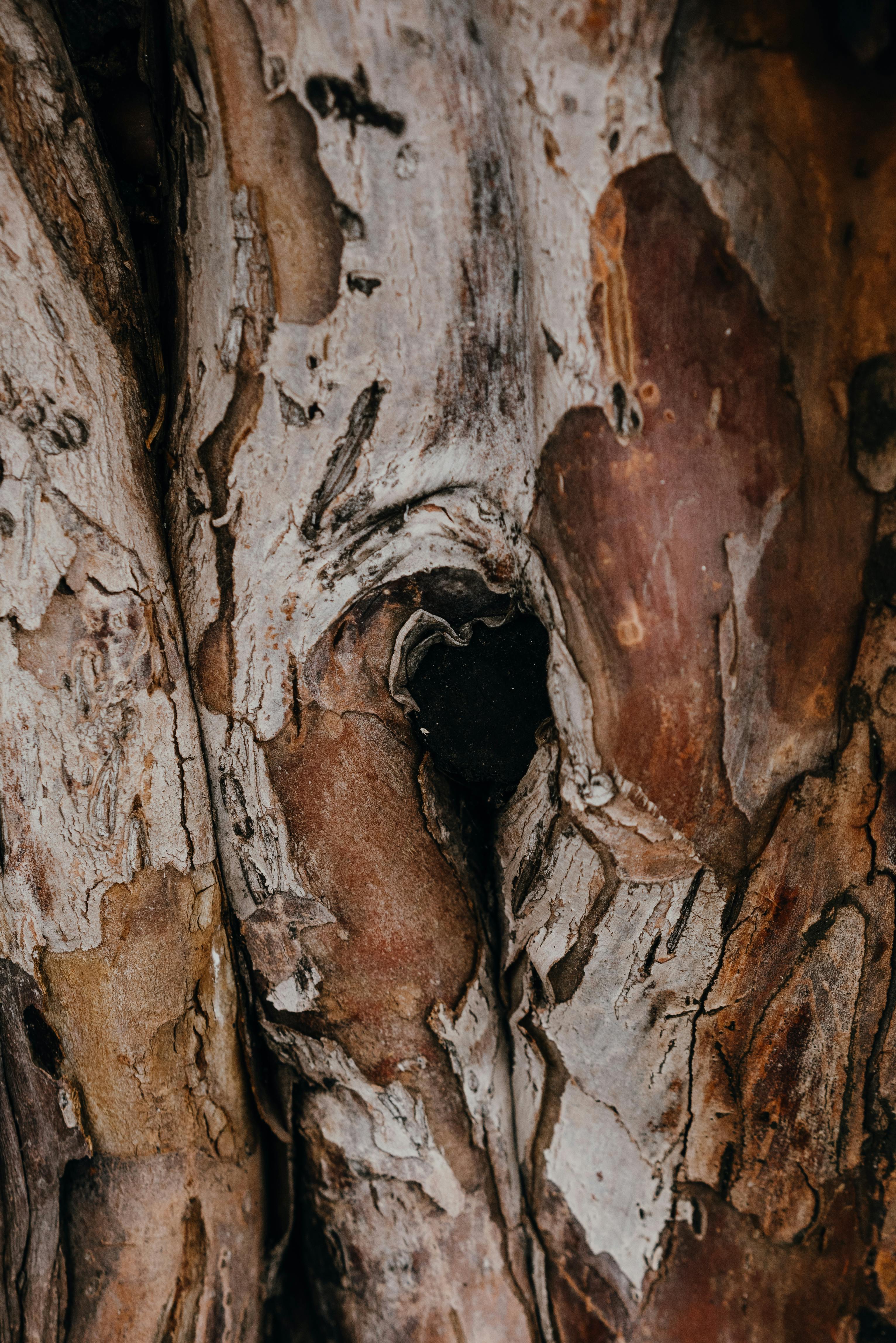 Brown Tree Trunk in Close Up Photography · Free Stock Photo