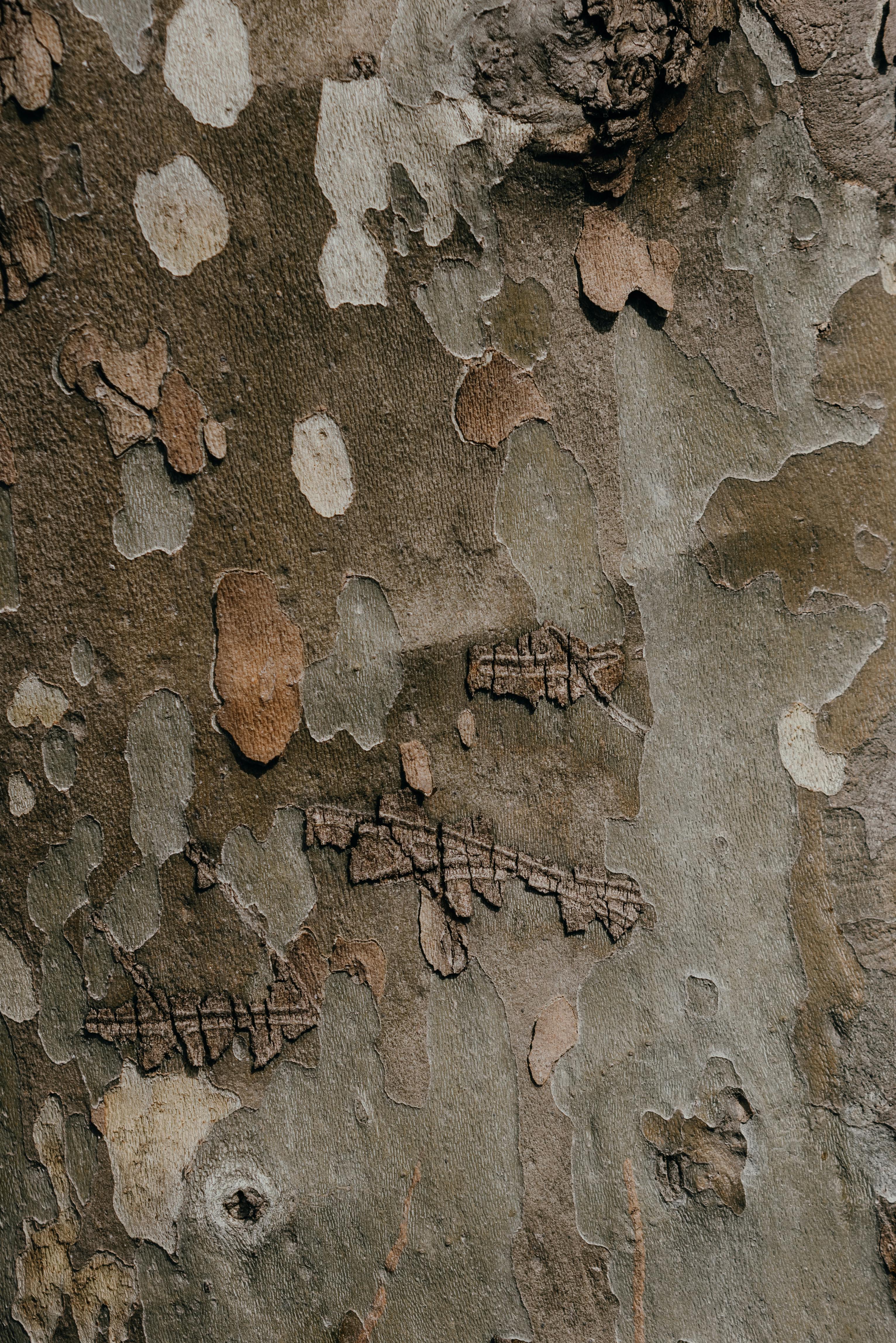 Brown Tree Trunk in Close Up Photography · Free Stock Photo