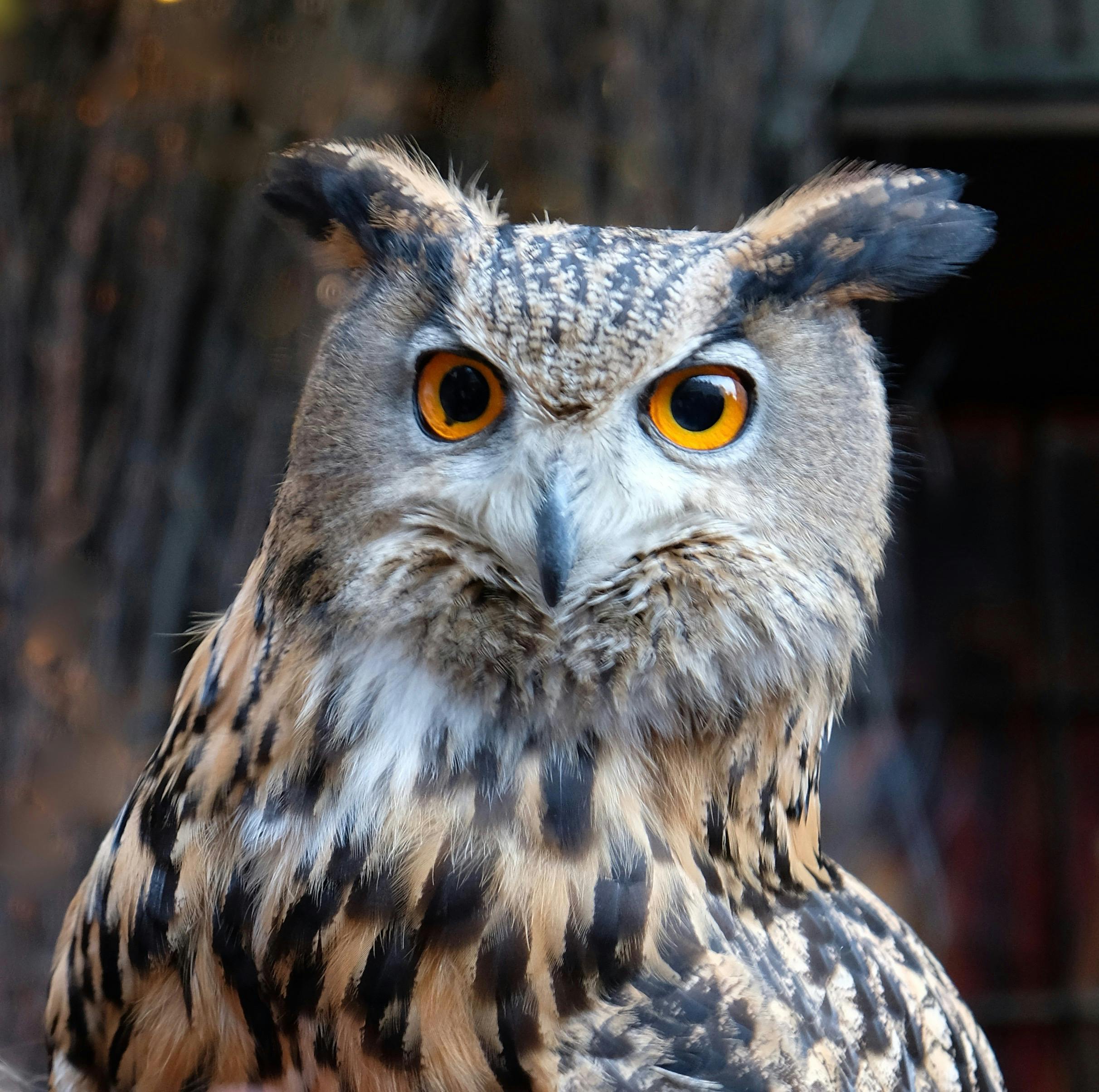 Close up of Owl · Free Stock Photo