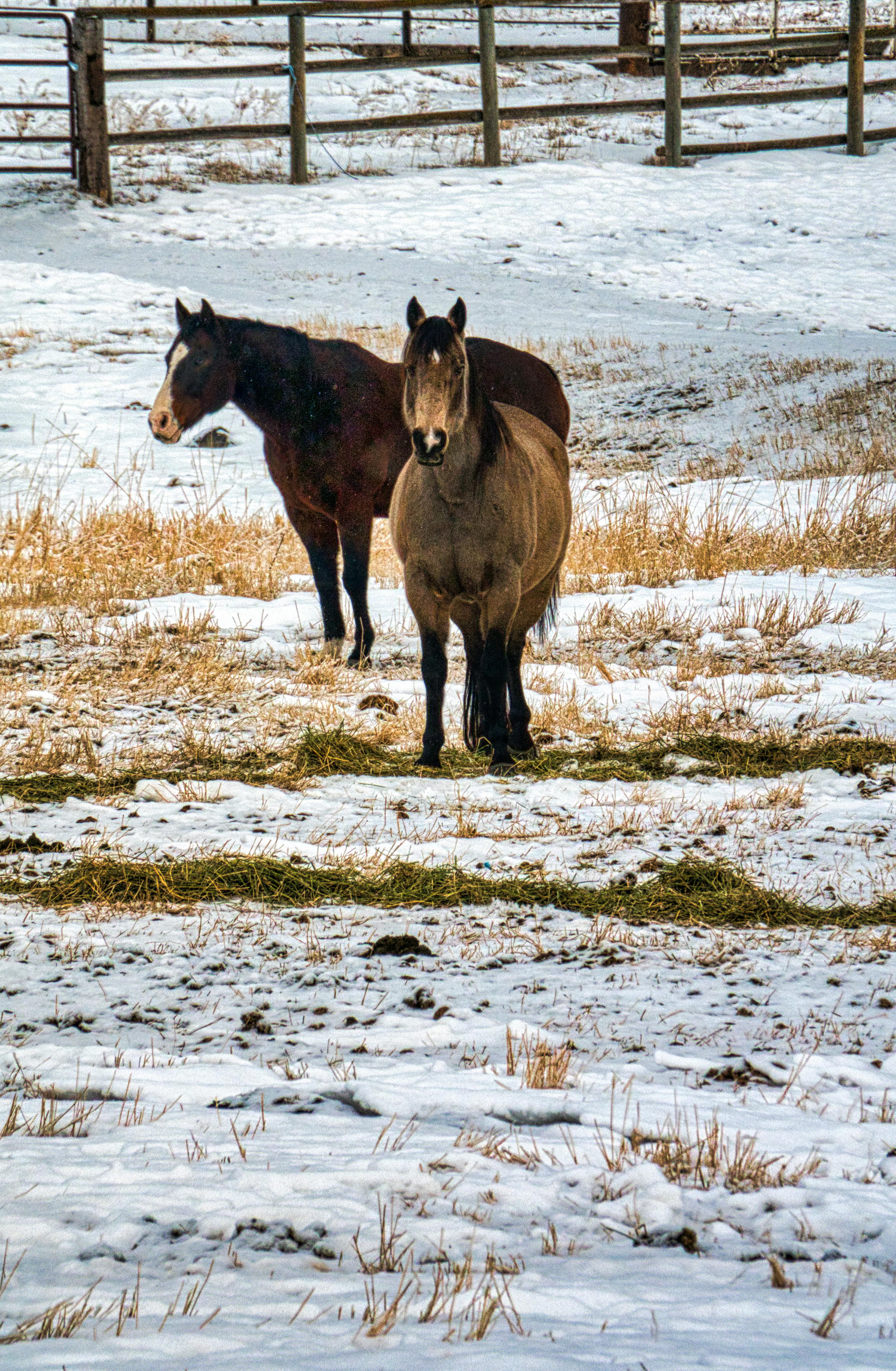 Horses at the Farm · Free Stock Photo