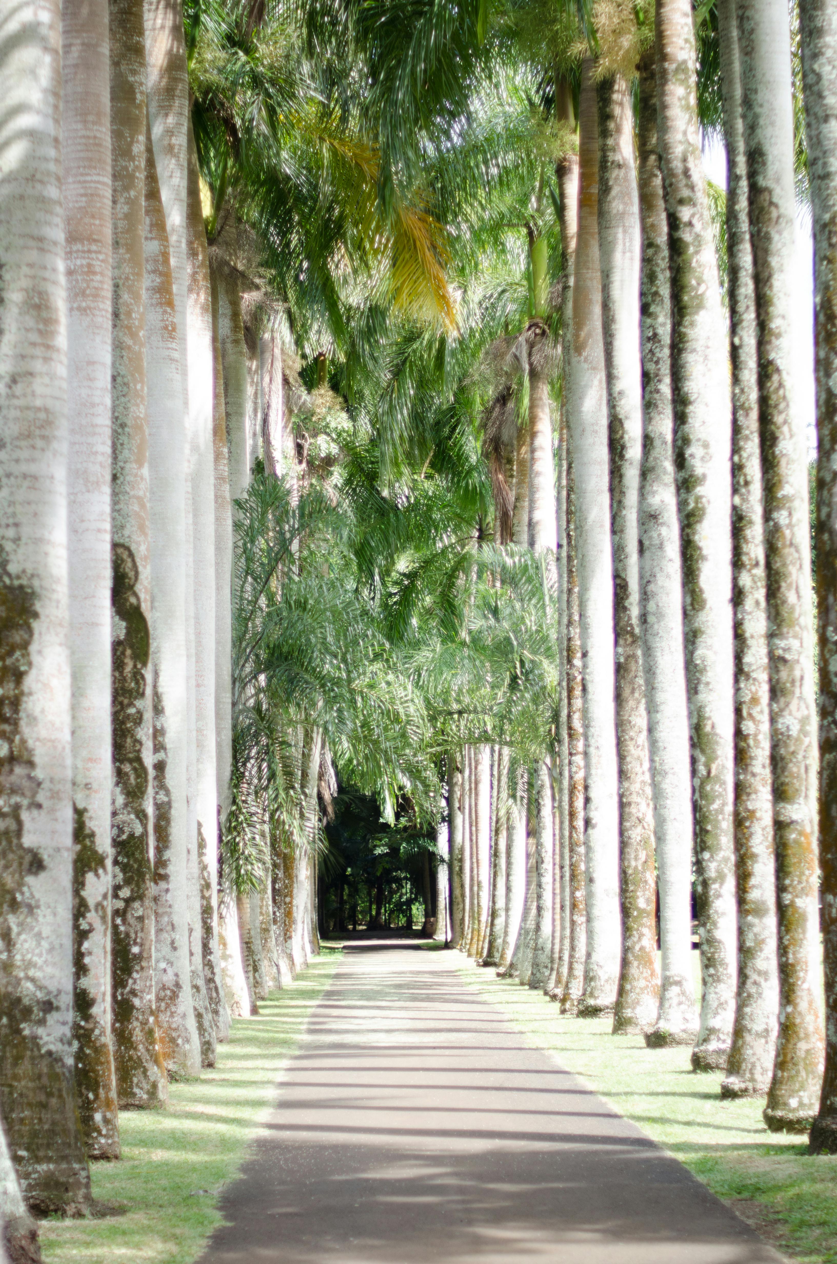 Mauritius Photos, Download The BEST Free Mauritius Stock Photos & HD Images