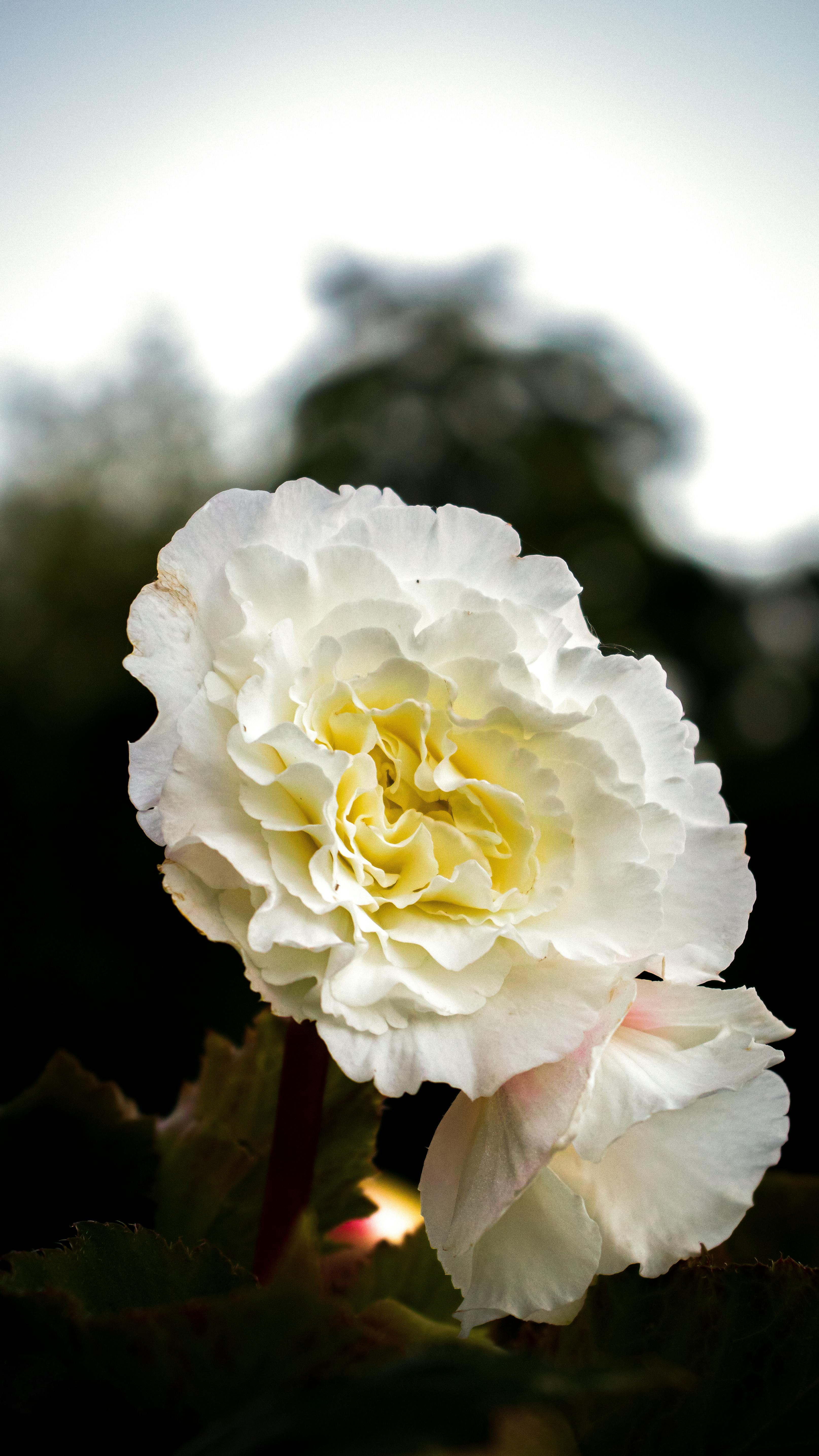 20+ Best Begonia Photos · 100% Free Download · Pexels Stock Photos