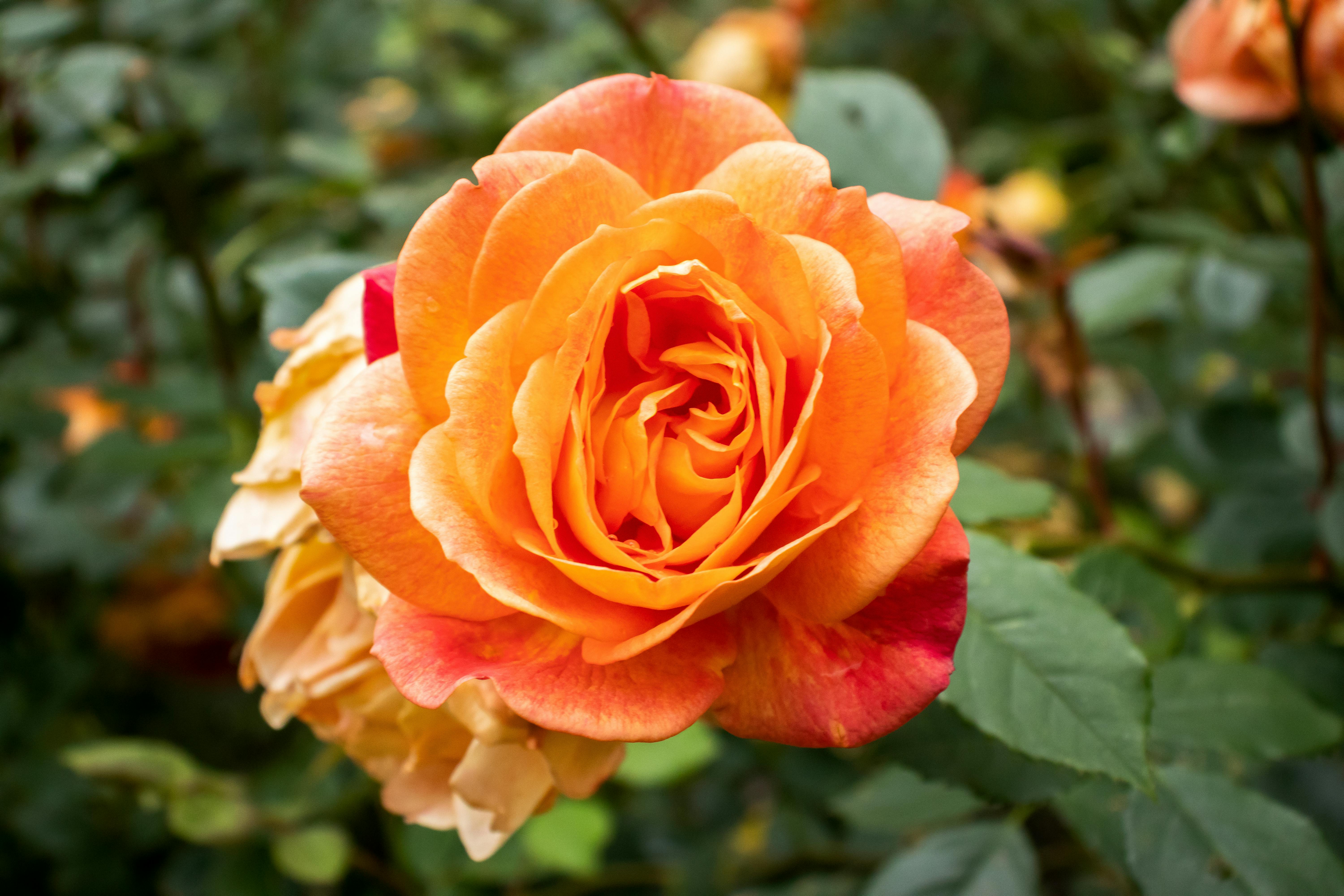 A Close-Up Shot of a Rose Flower · Free Stock Photo