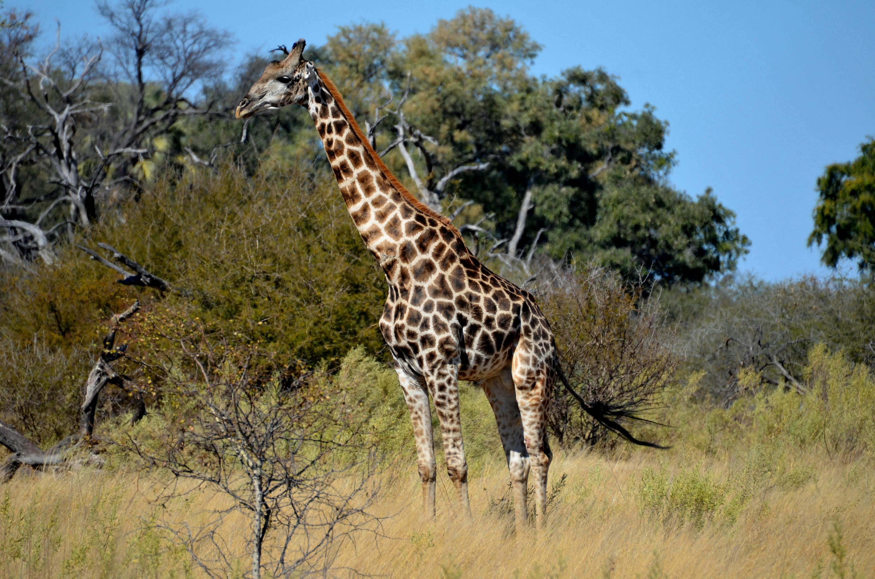 Free stock photo of african bush, african wildlife, animal