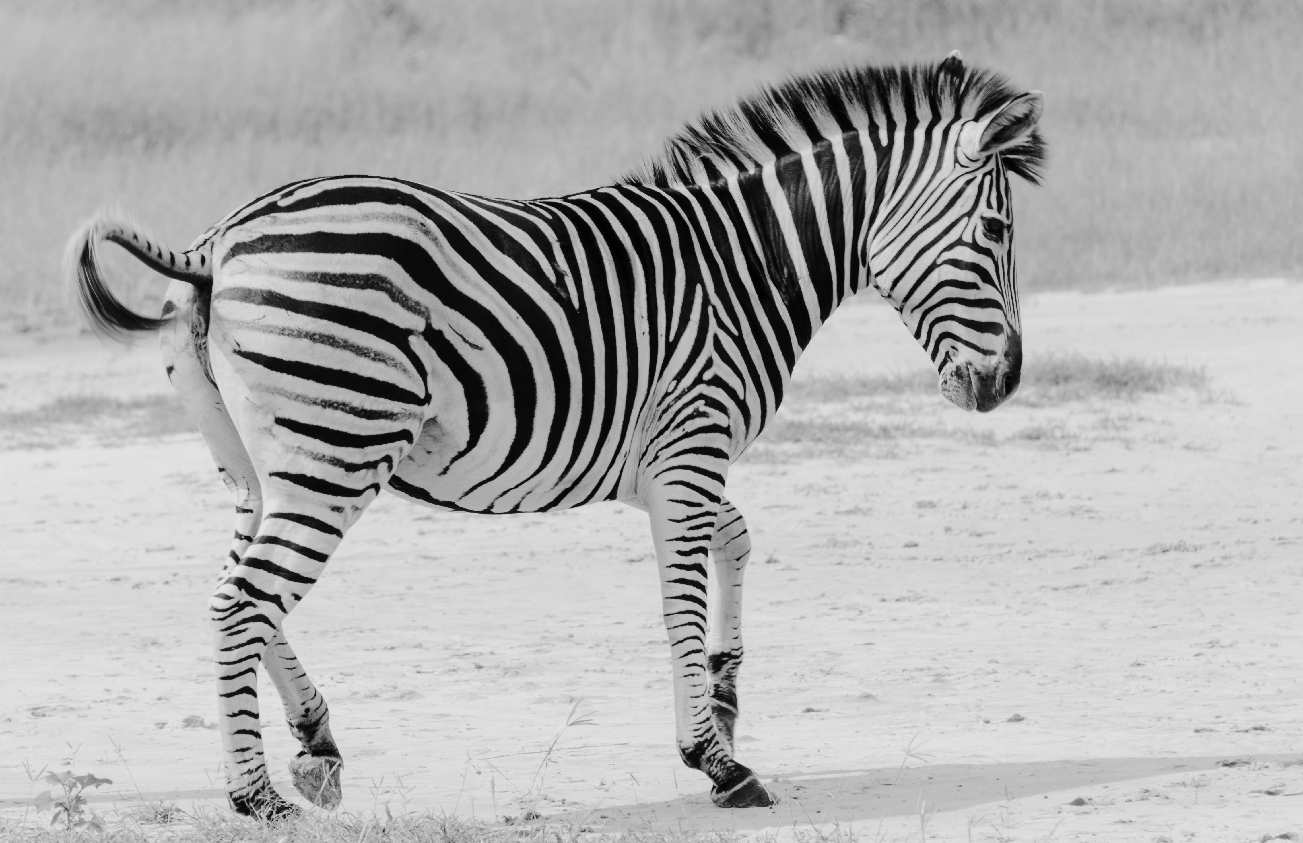 A Grayscale Photo of a Zebra · Free Stock Photo