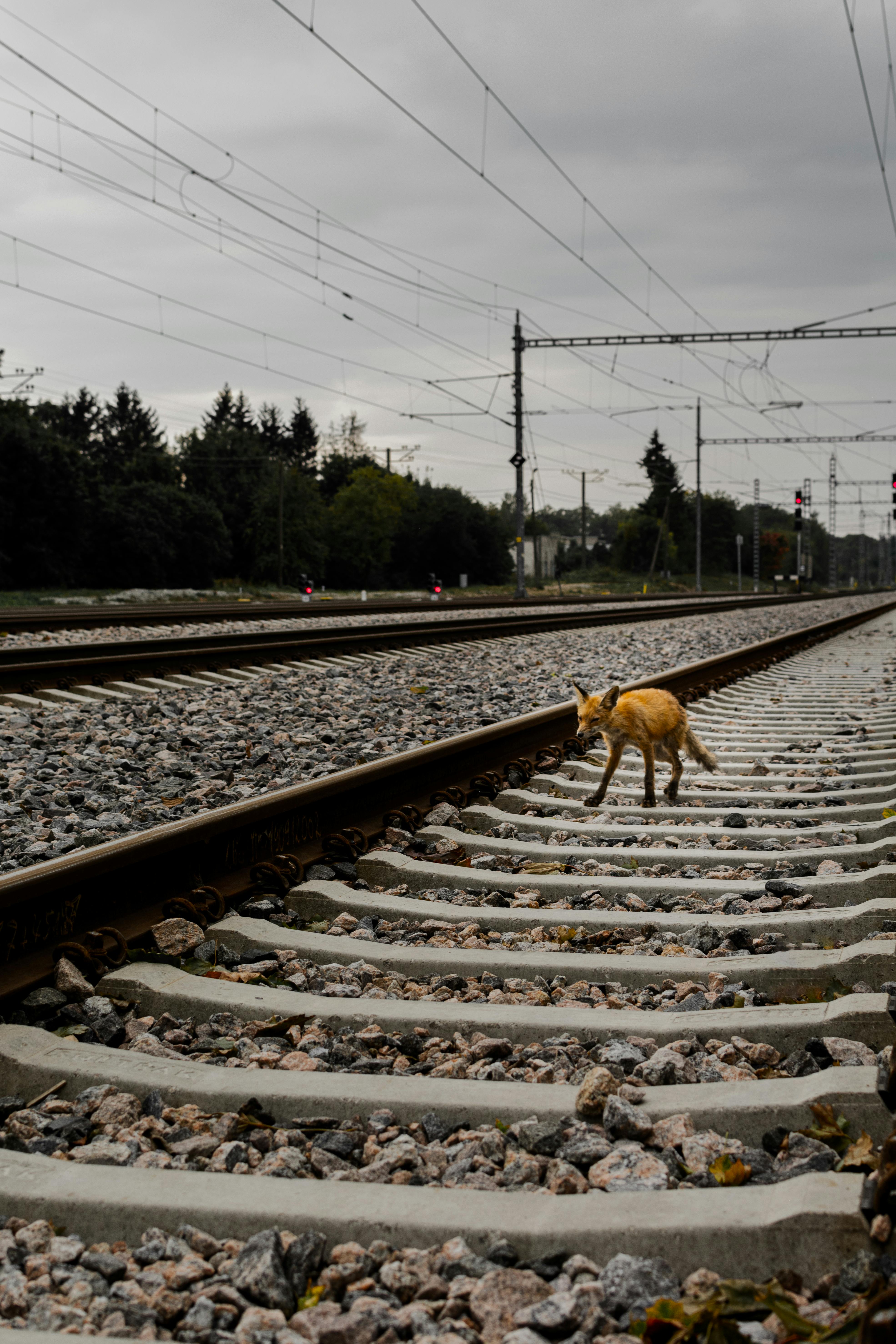 A Fox on a Railway · Free Stock Photo