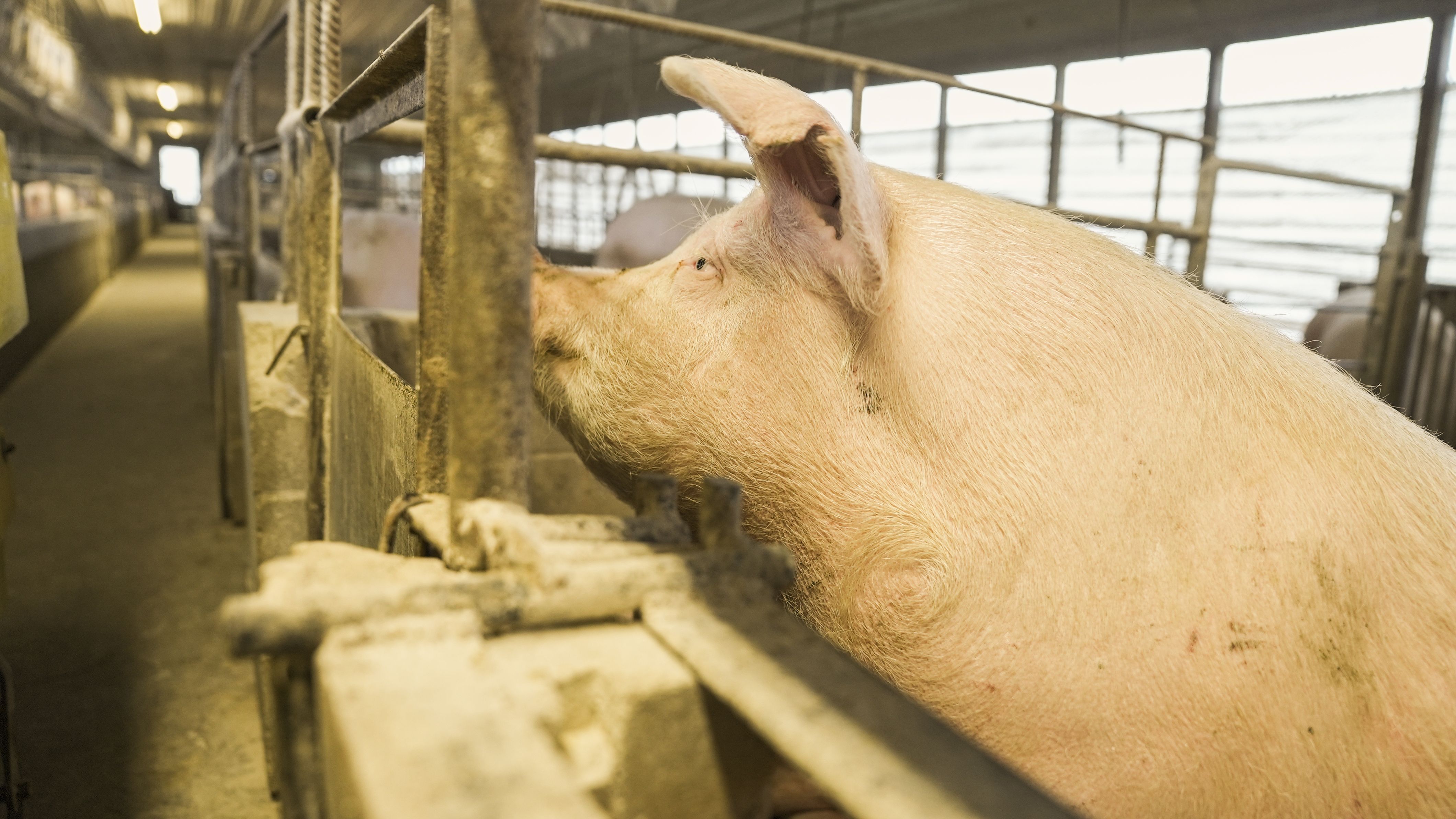 Pigs 27 Photos & Videos Collected by Mark Stebnicki