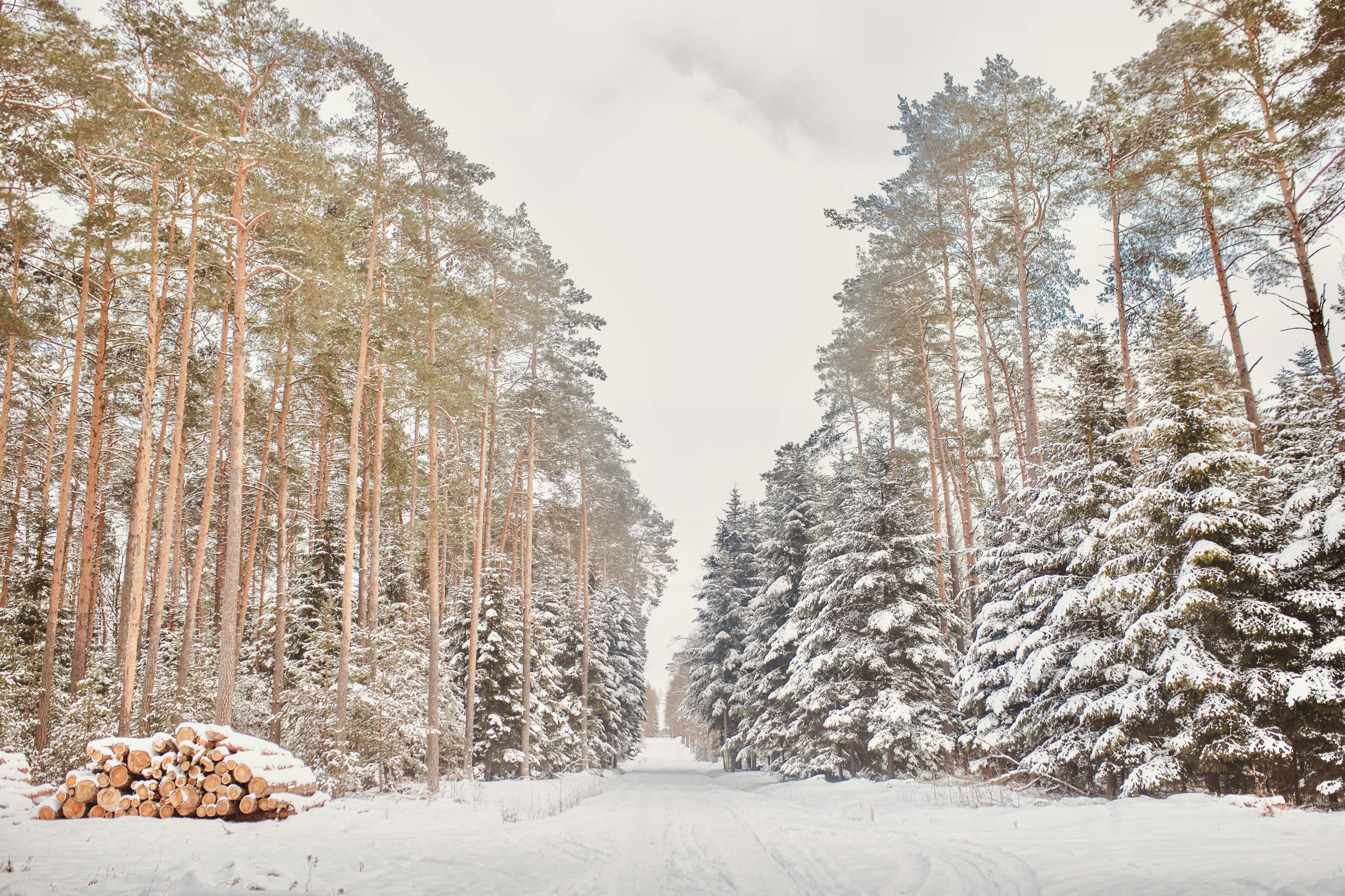 Person walking on snowy path between coniferous trees · Free Stock Photo