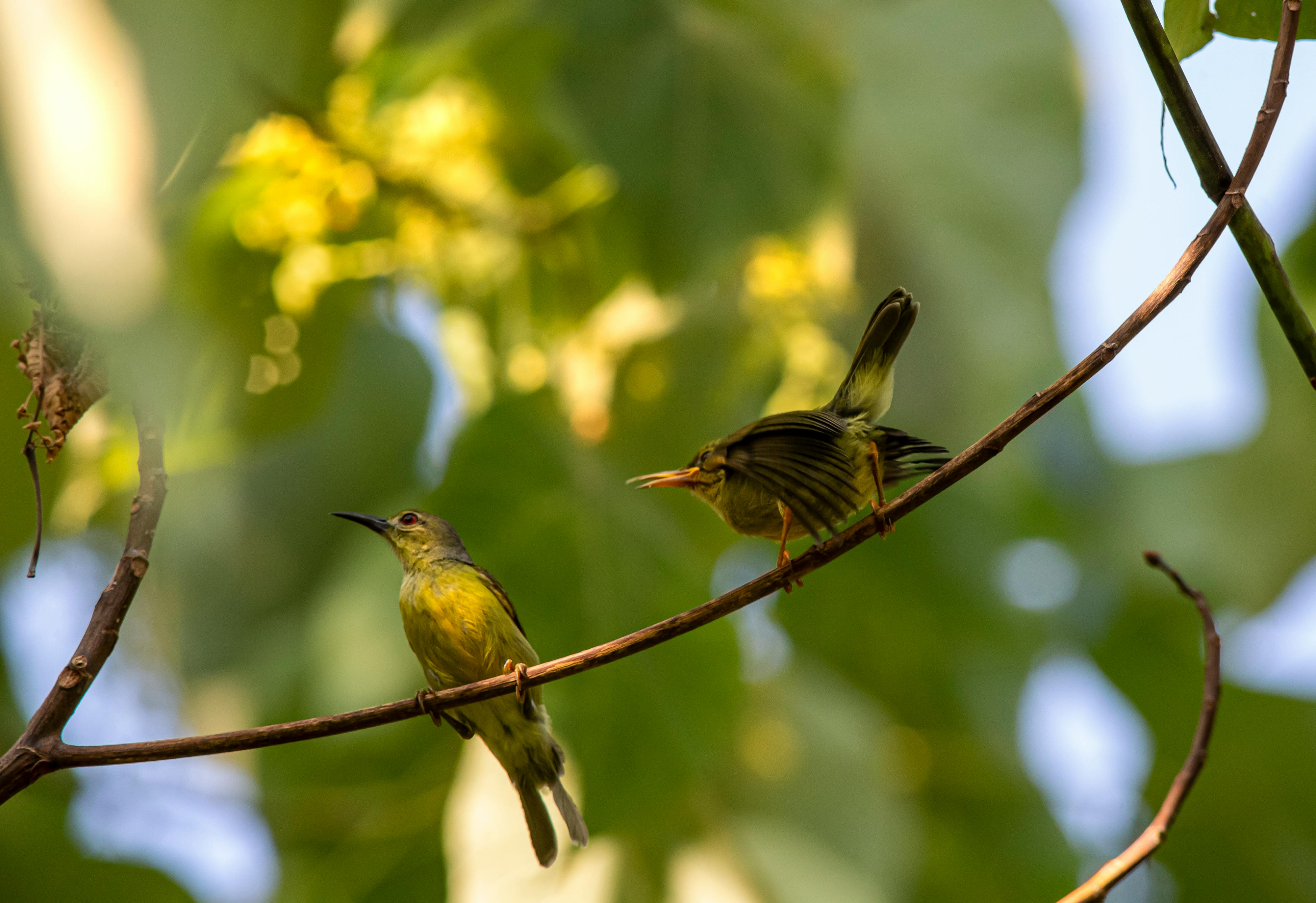 Birds 301 Photos & Videos Collected by Sam