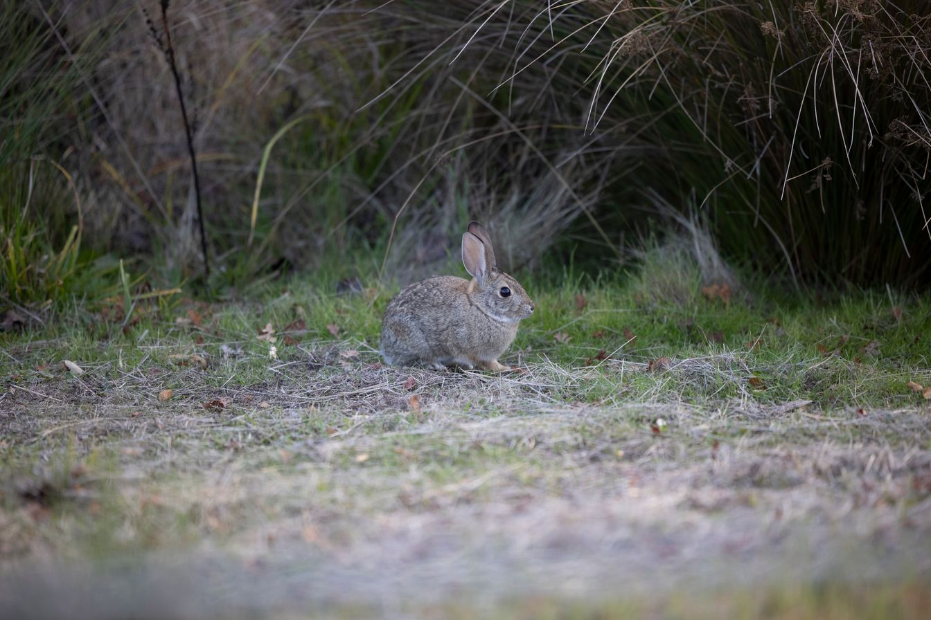 A Comprehensive Guide to California White Rabbit