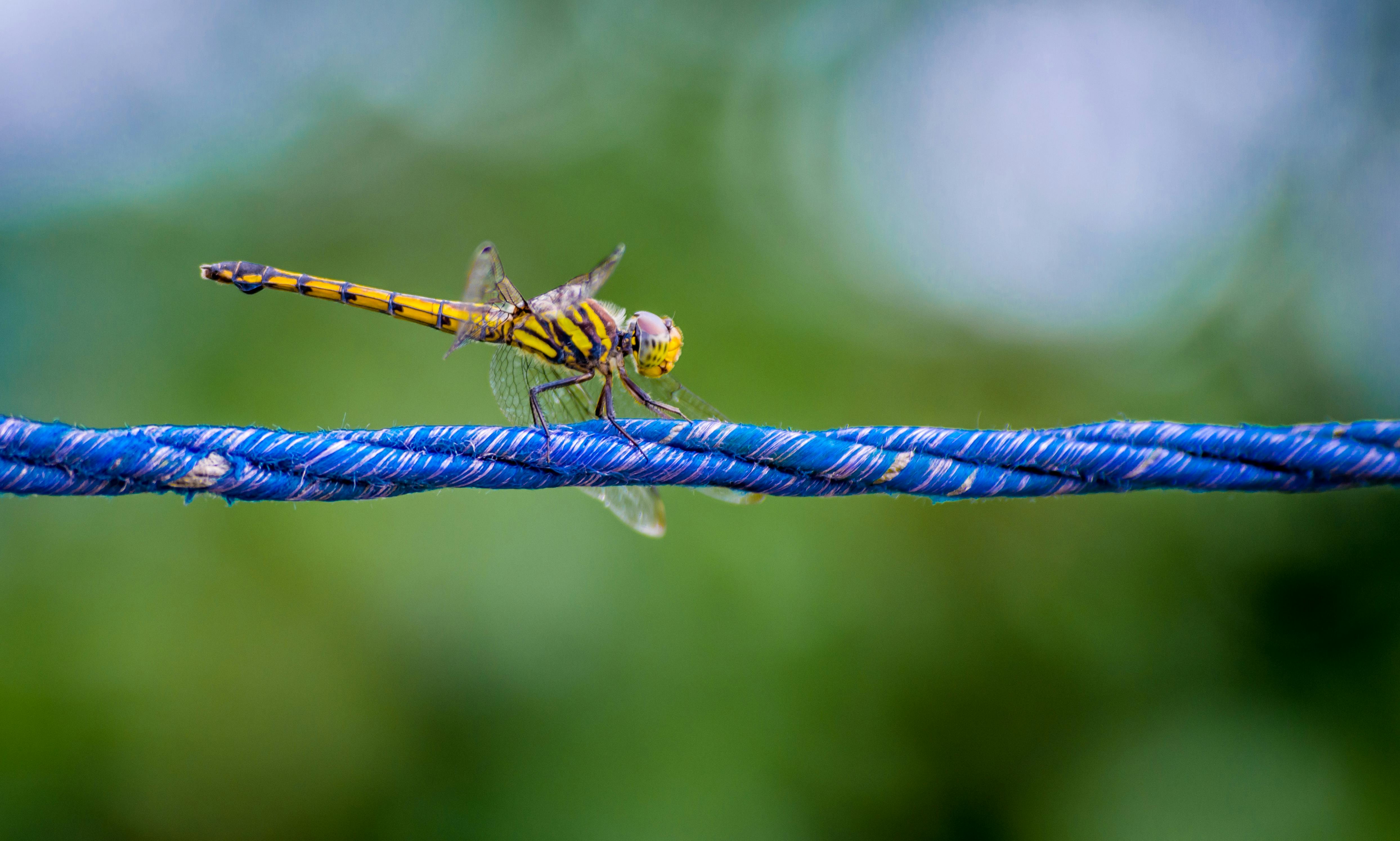 Macro Photography of a Dragonfly · Free Stock Photo