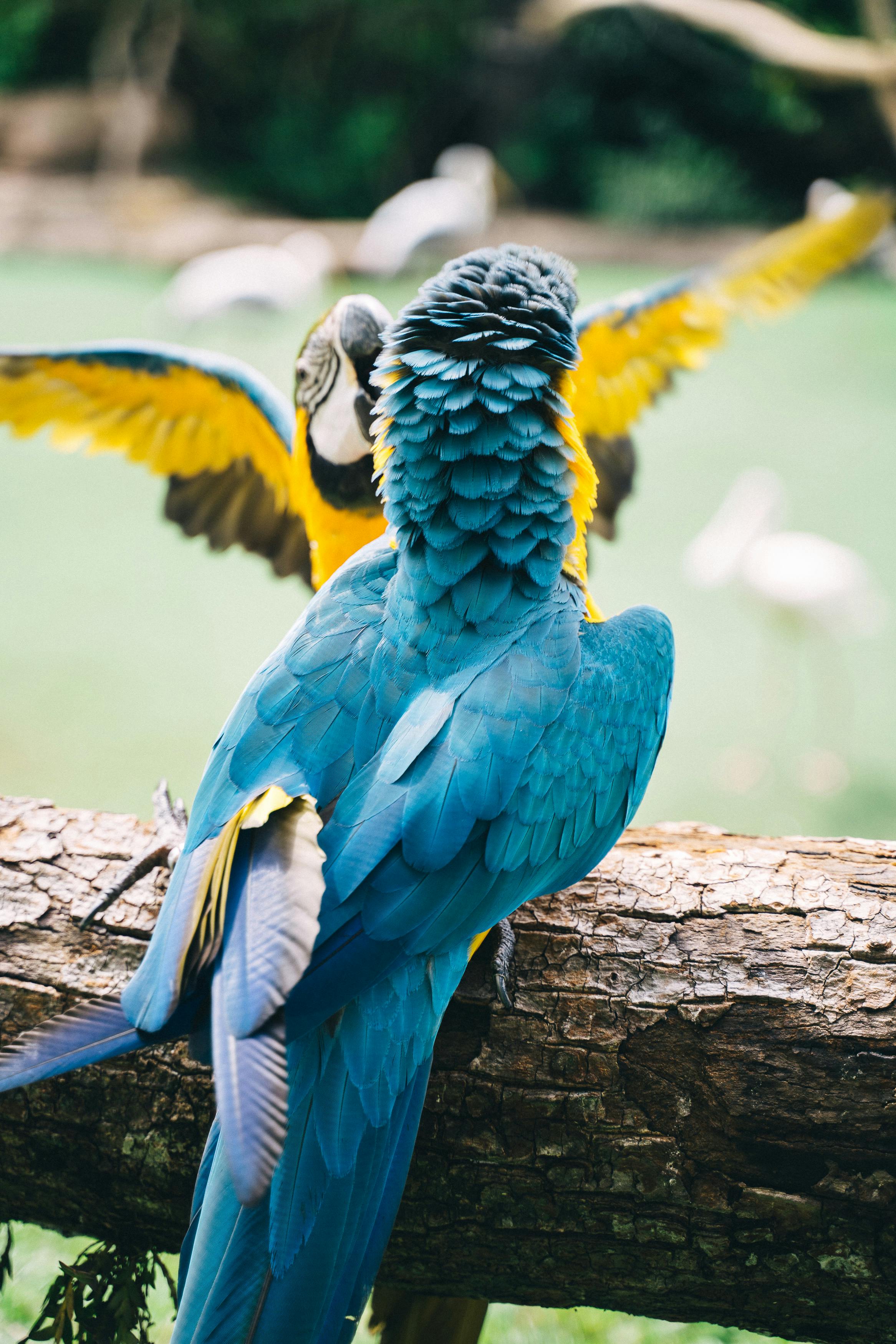 Back View of a Blue Parrot · Free Stock Photo