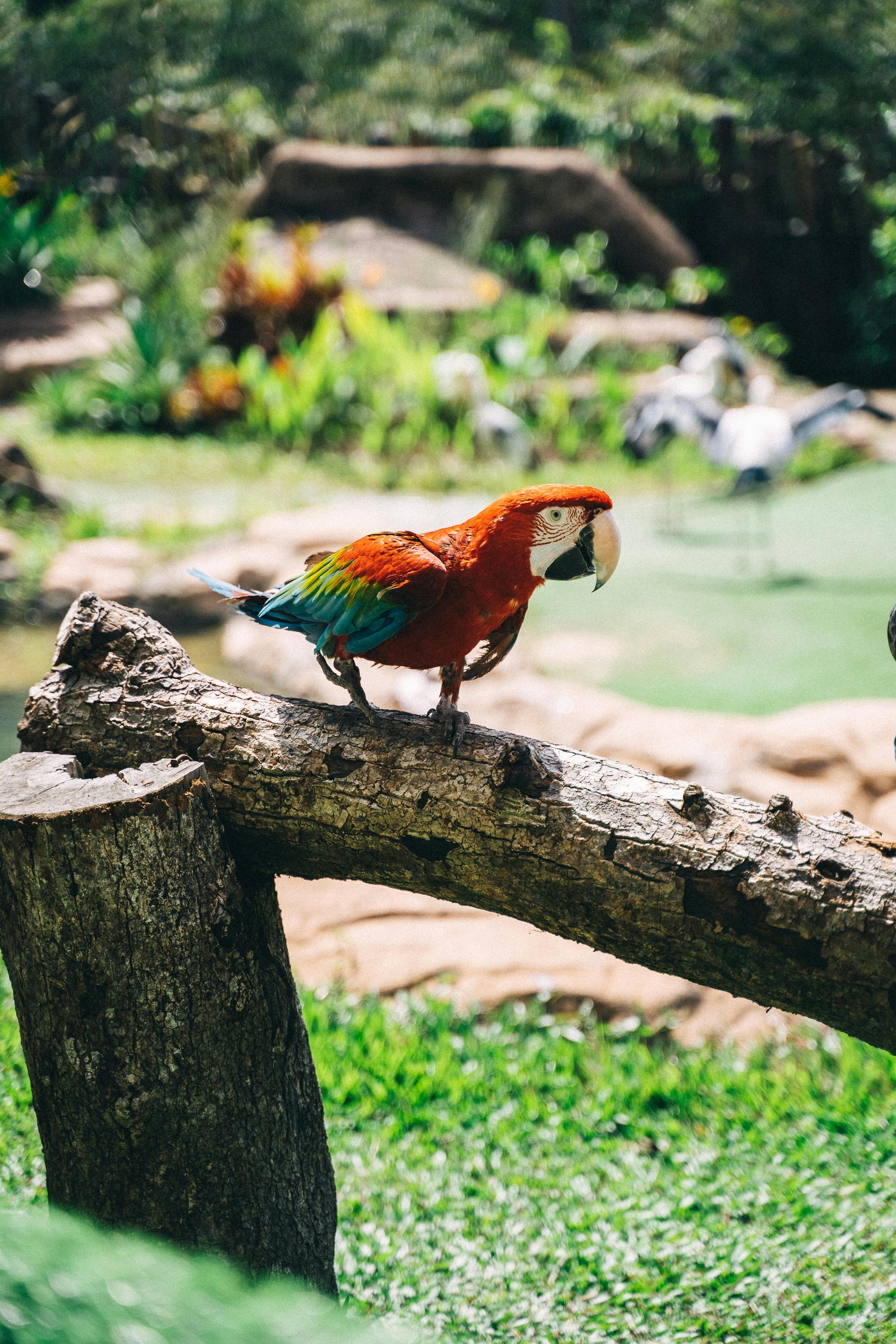 Red and Blue Bird on Brown Tree Trunk · Free Stock Photo