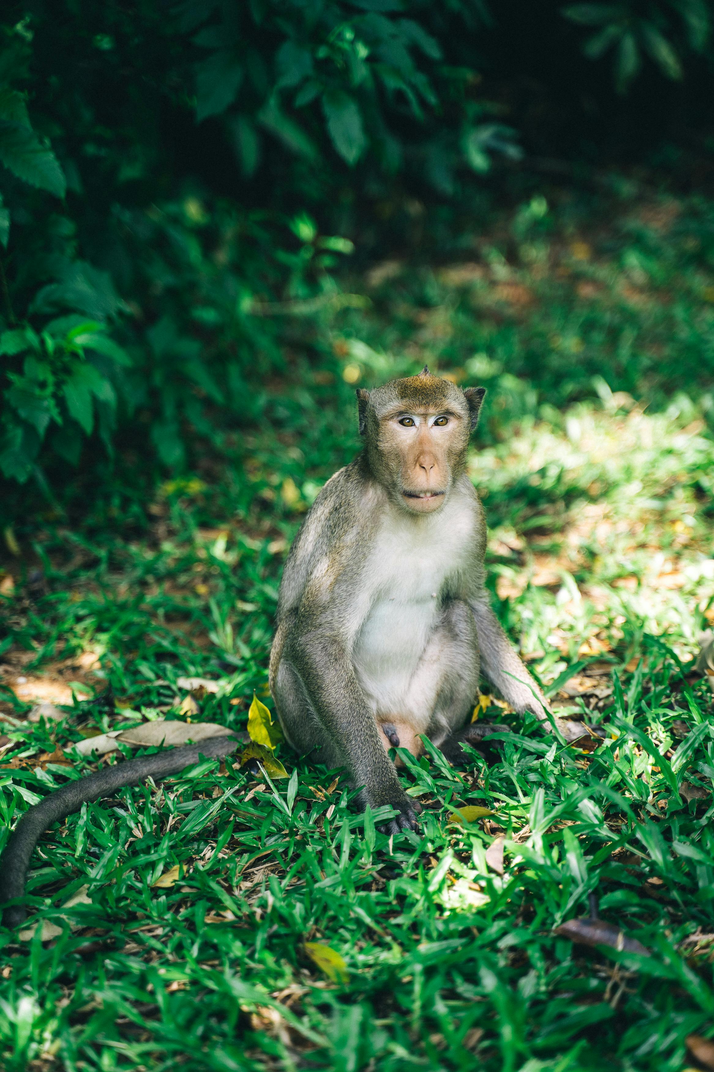 Monkey Falls Photos, Download Free Monkey Falls Stock Photos & HD Images