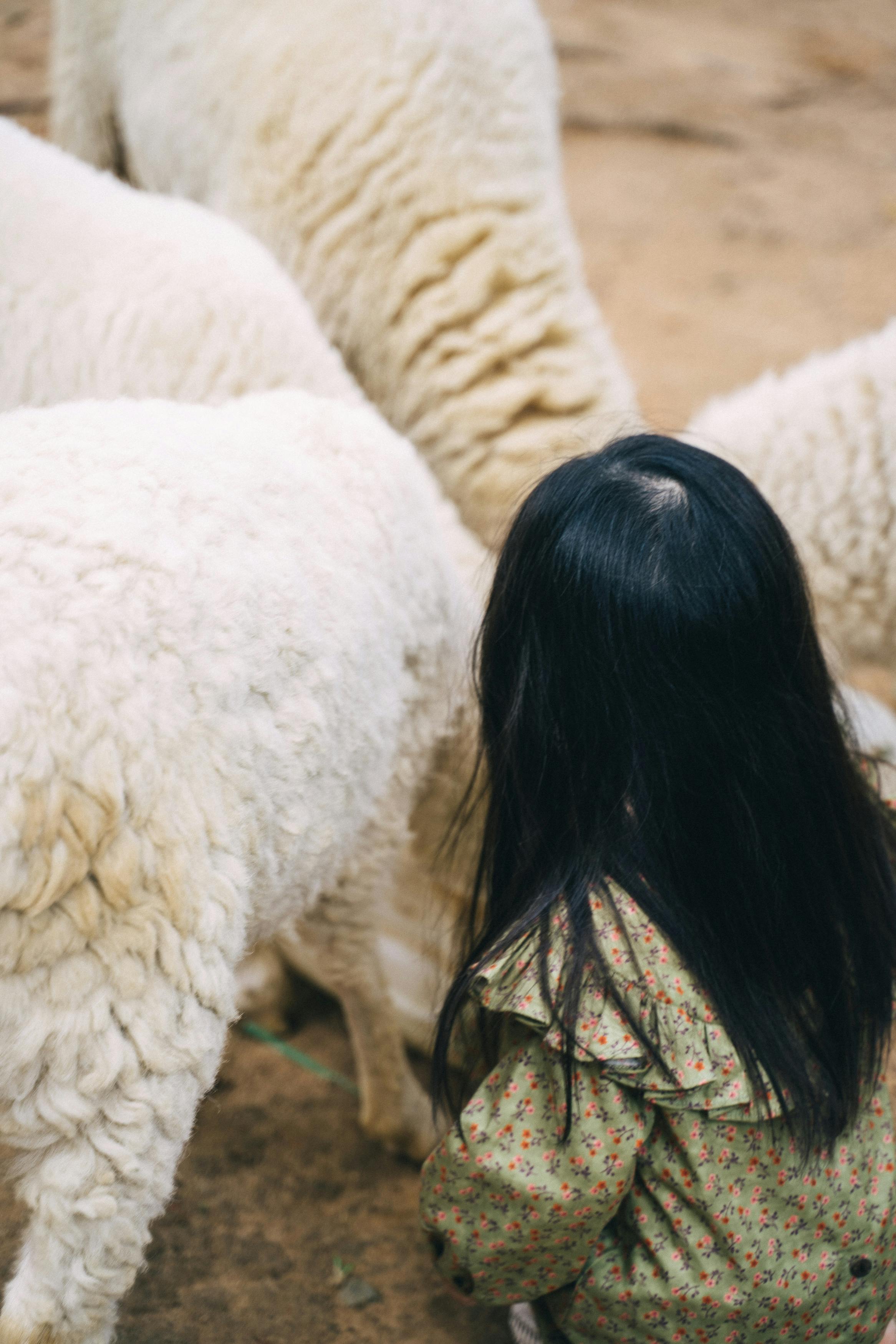 Photo of a Girl Crouching Near White Sheep · Free Stock Photo