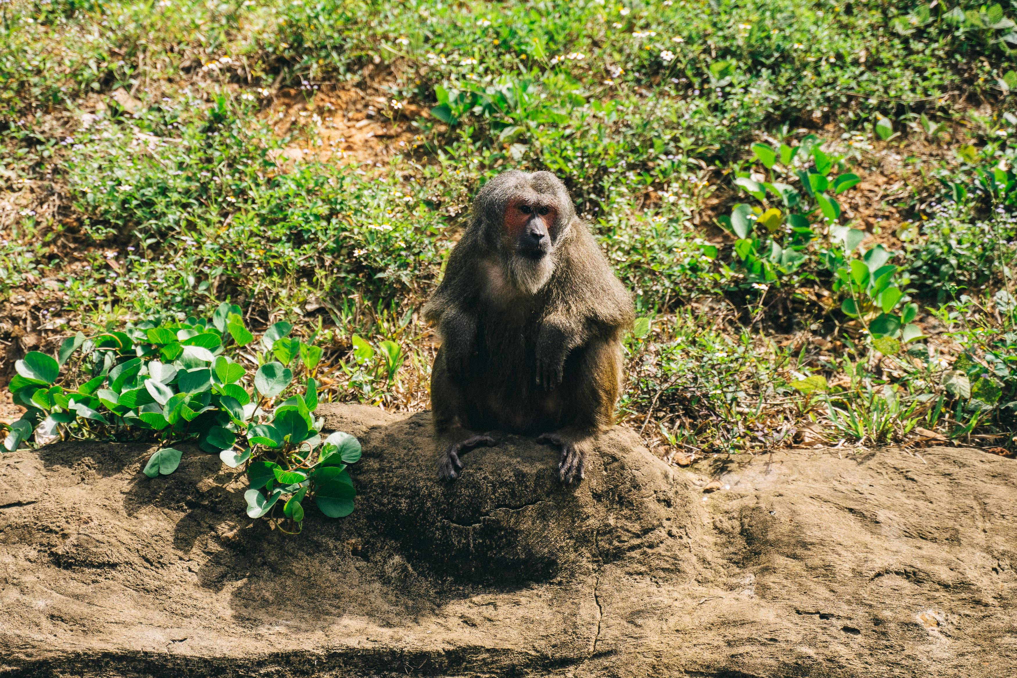 Free stock photo of 4k wallpaper, android wallpaper, animal pictures ...