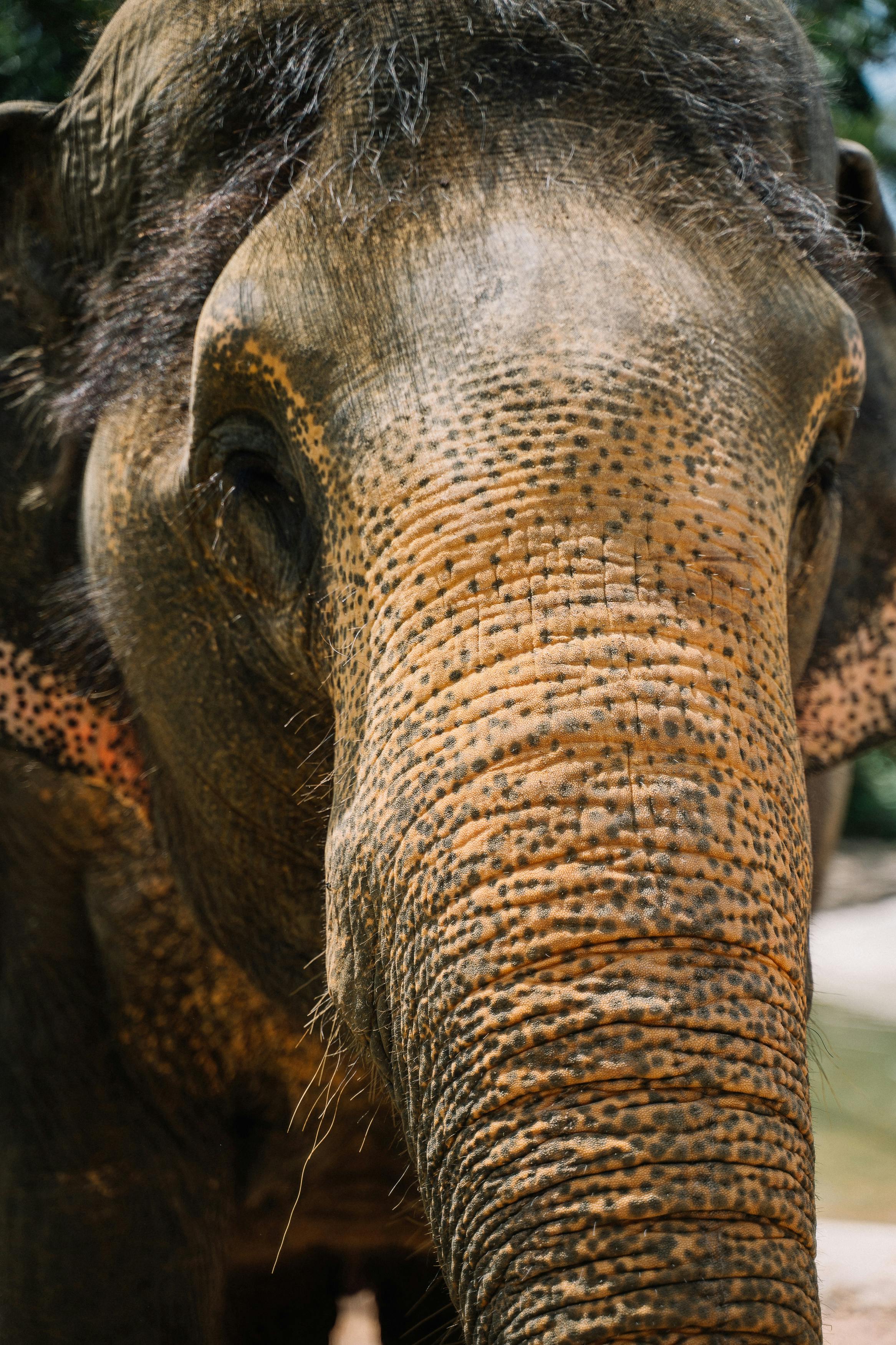 Elephants Photos, Download The BEST Free Elephants Stock Photos & HD Images