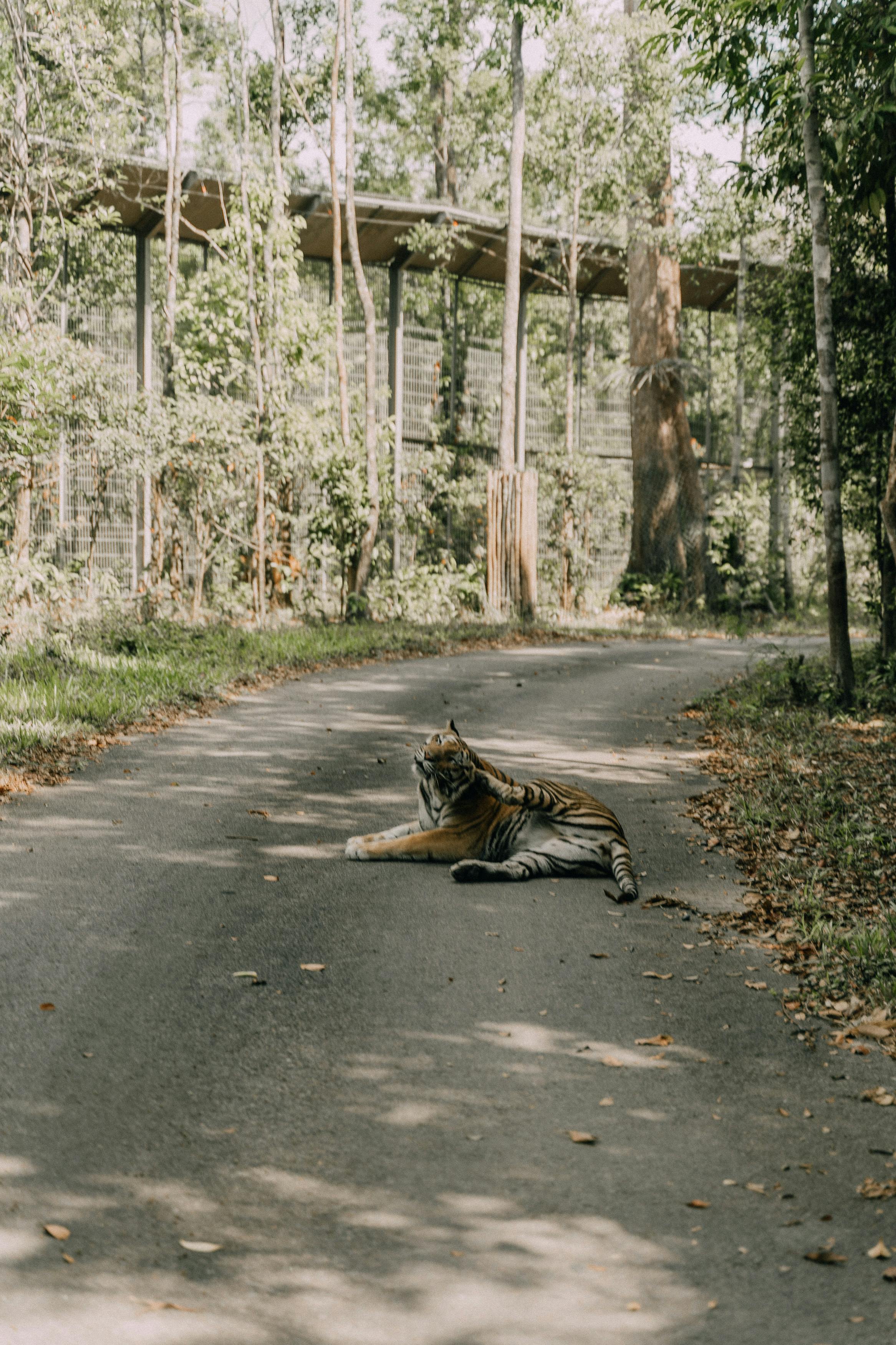 Tiger Vertical Photos, Download The BEST Free Tiger Vertical Stock ...