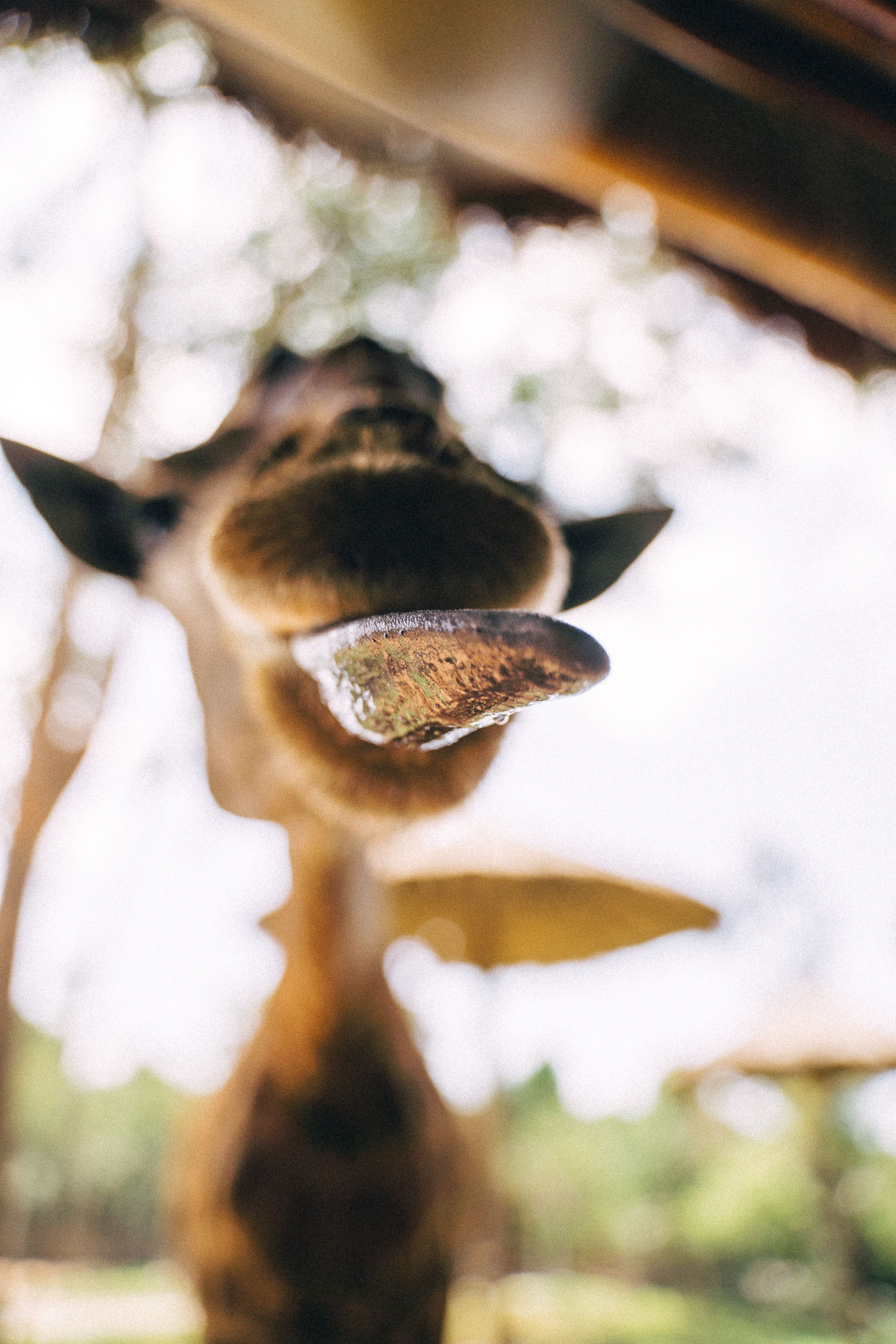 Close Up Shot of Giraffe Tongue · Free Stock Photo