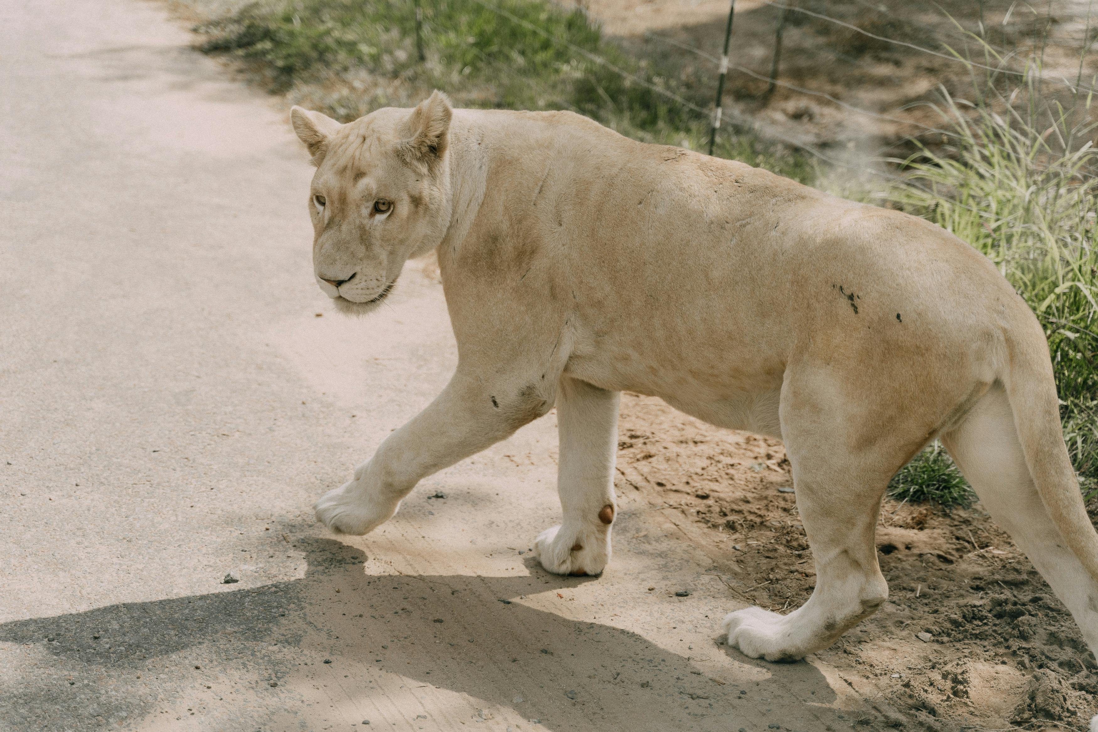 A Lion Walking on the Ground · Free Stock Photo