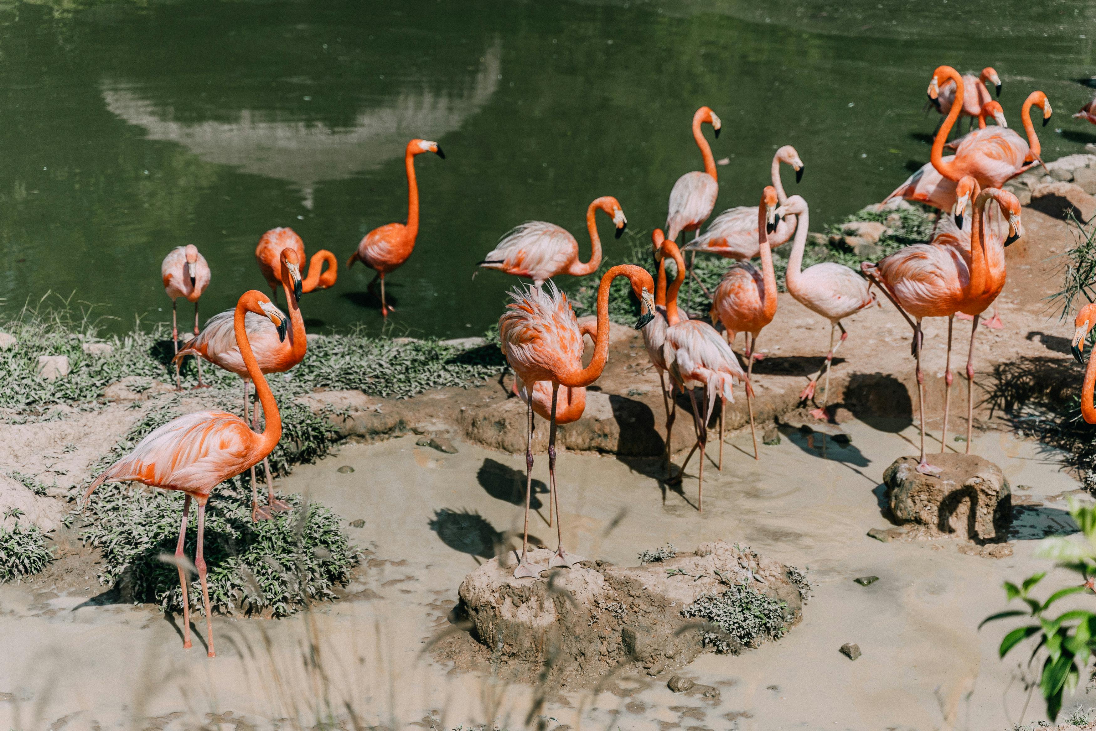 Grayscale Photo of Flamingos · Free Stock Photo